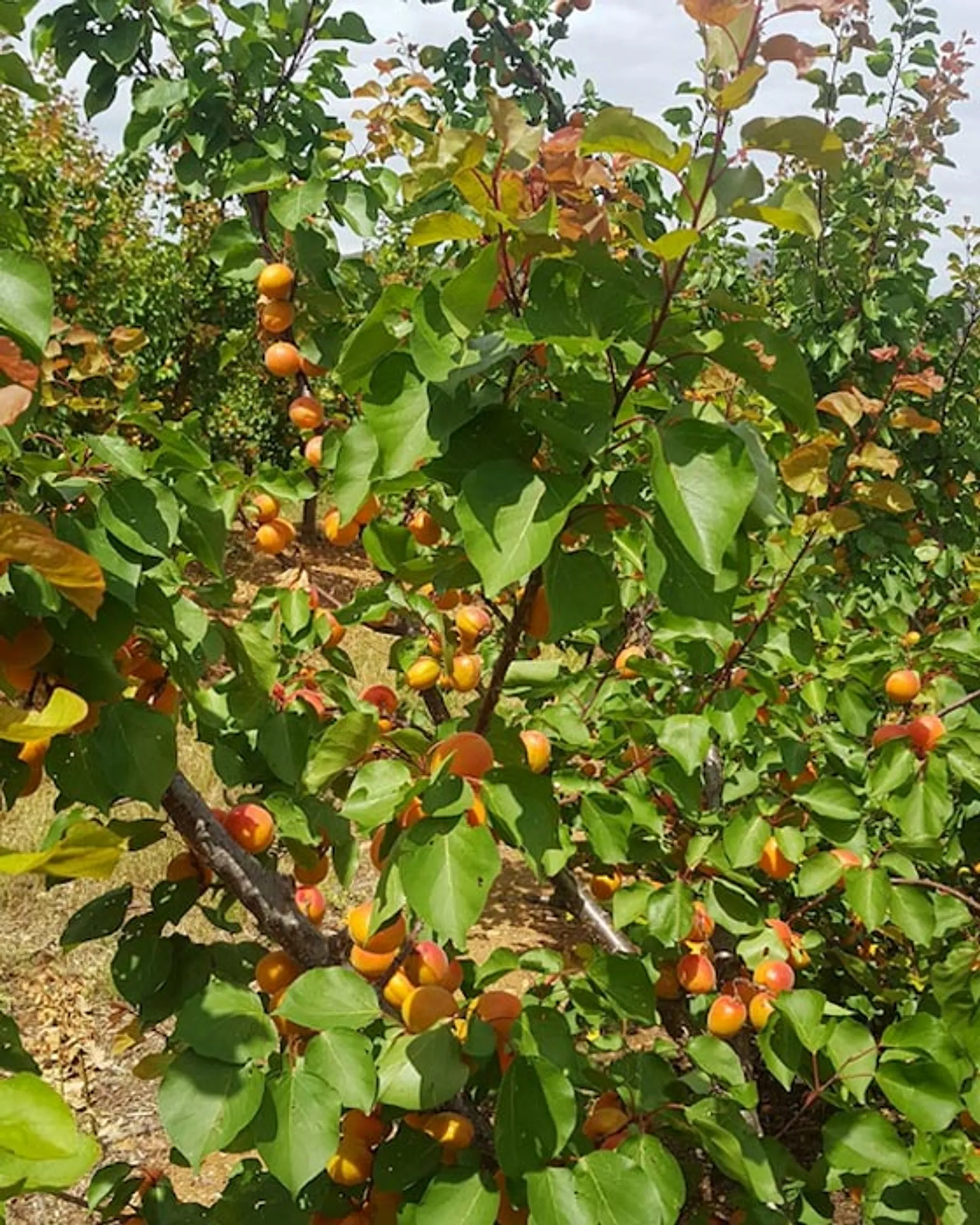 Albaricoques "Albasol" de Monte de Carlos, España | CrowdFarming: fruta ...