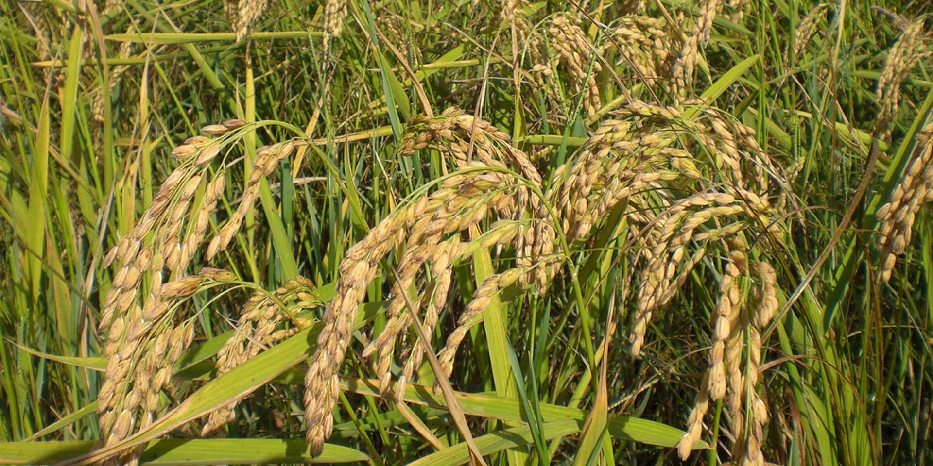 Riz BIO de Riet Vell, Espagne | CrowdFarming: adoptez une rizière