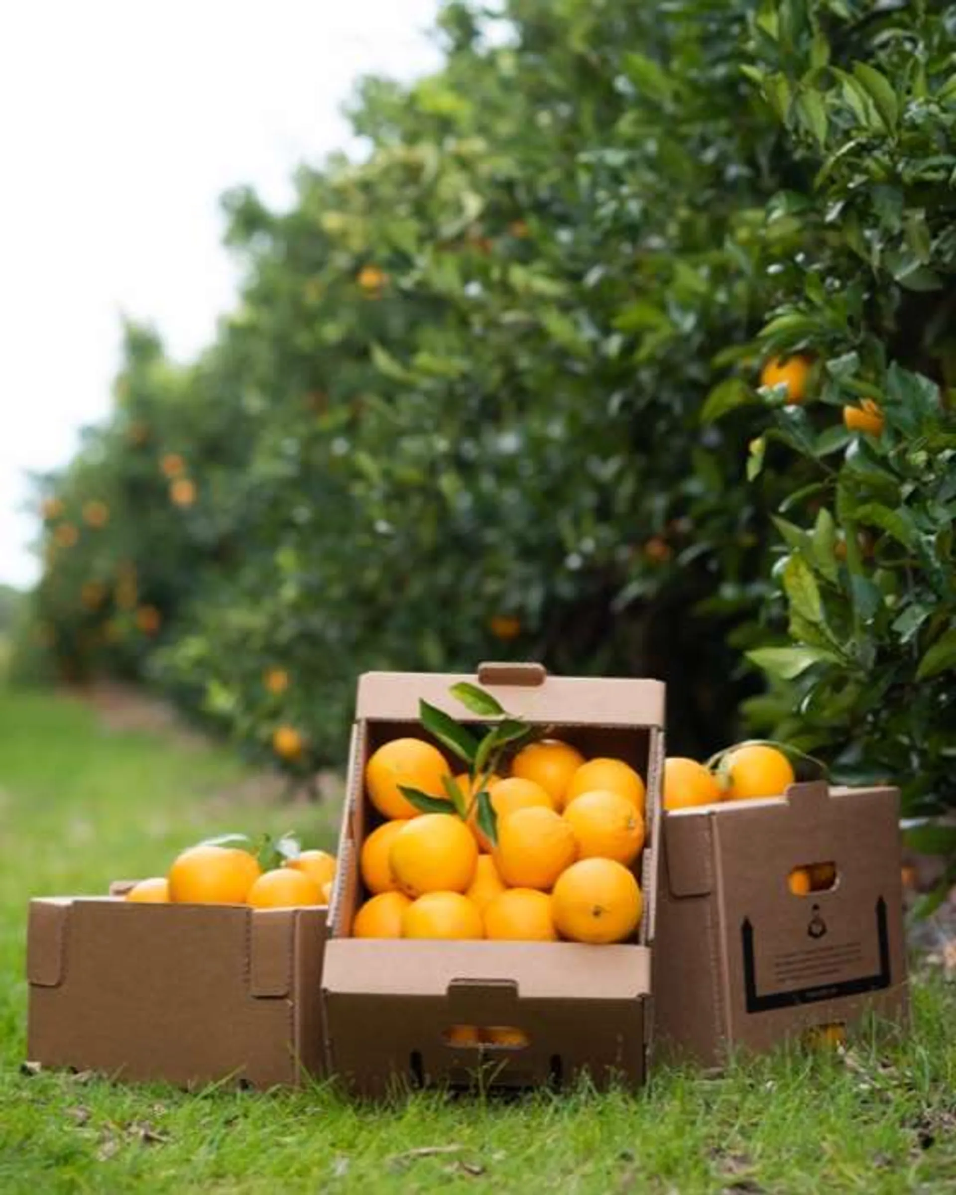 Demeter organic oranges from Casa Carlos, Spain | CrowdFarming: farm ...