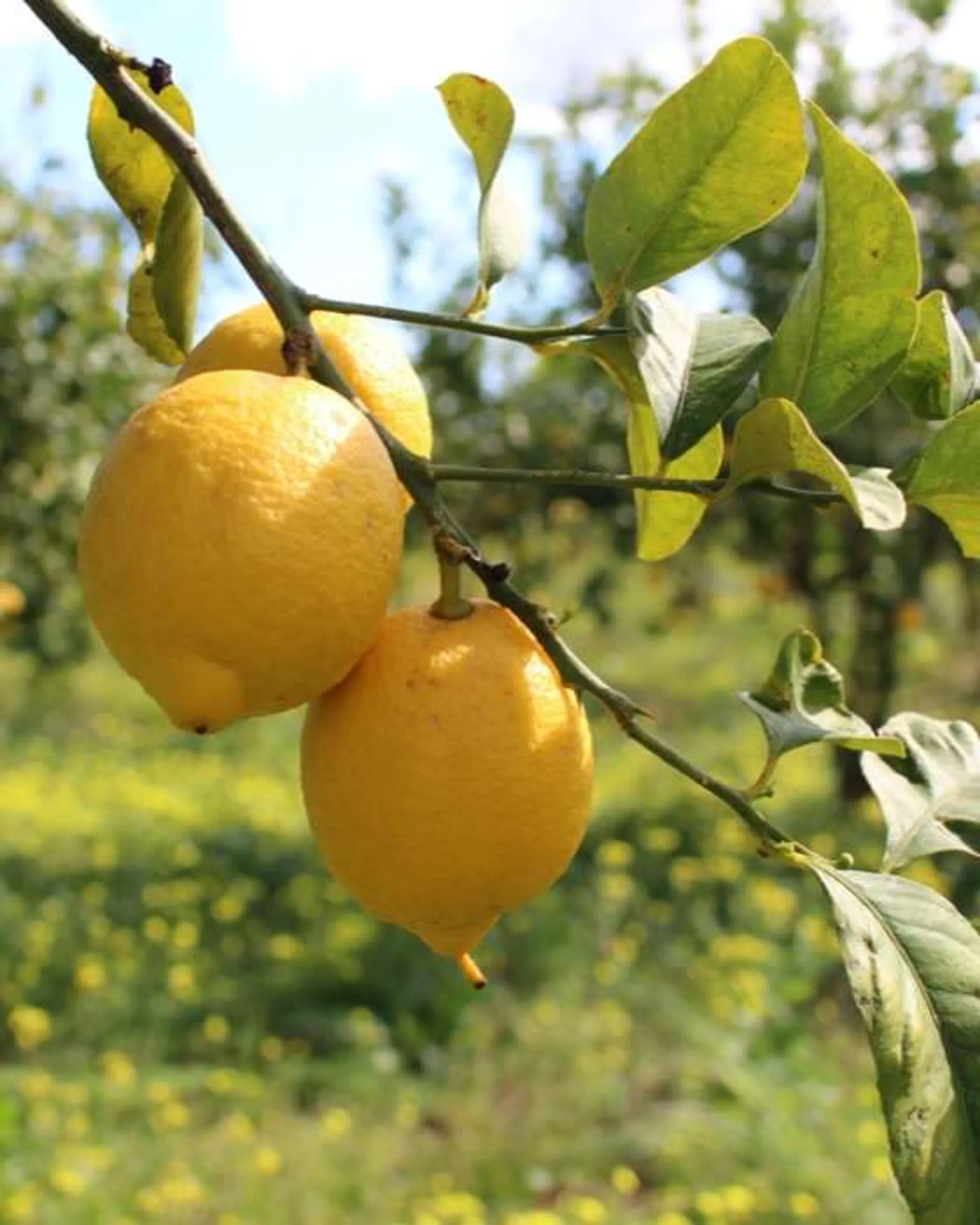 Citrons BIO de Bio Agrumi Monasteri, Italie | CrowdFarming: fruits et ...