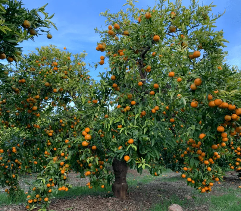 Clémentines de Jardín del Gordo, Espagne | CrowdFarming: adoptez un ...