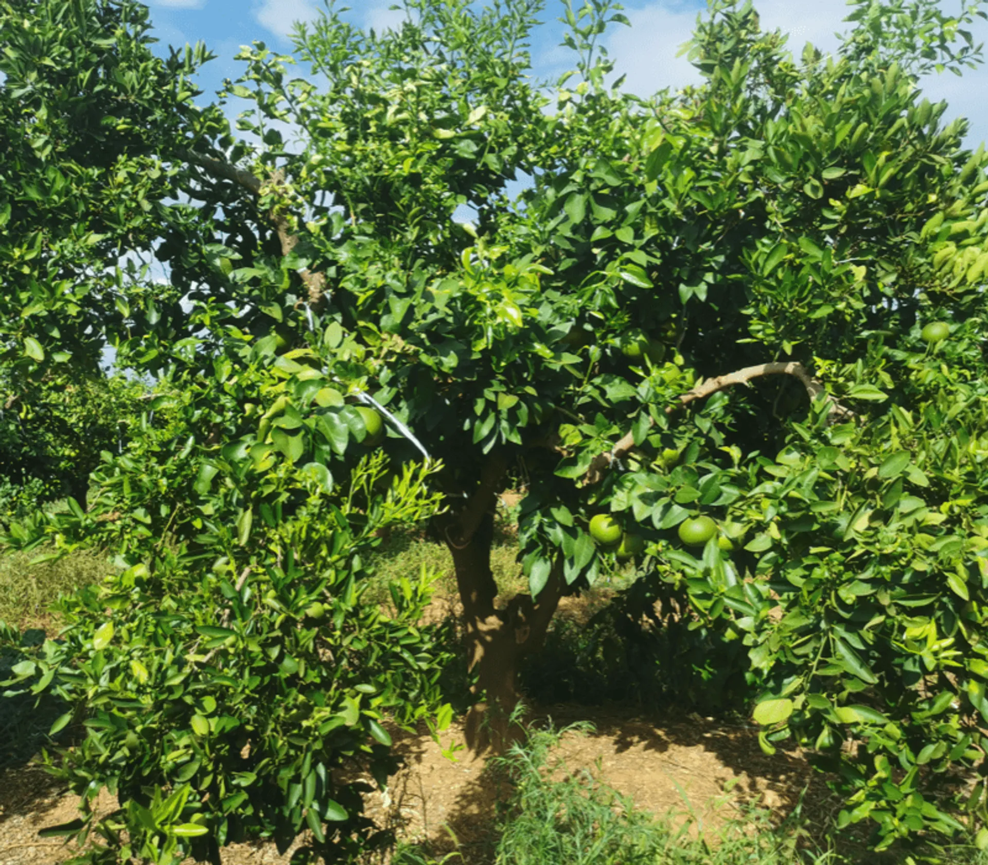 Pomelos de Jardín del Gordo, Espagne | CrowdFarming: adoptez un pomelo
