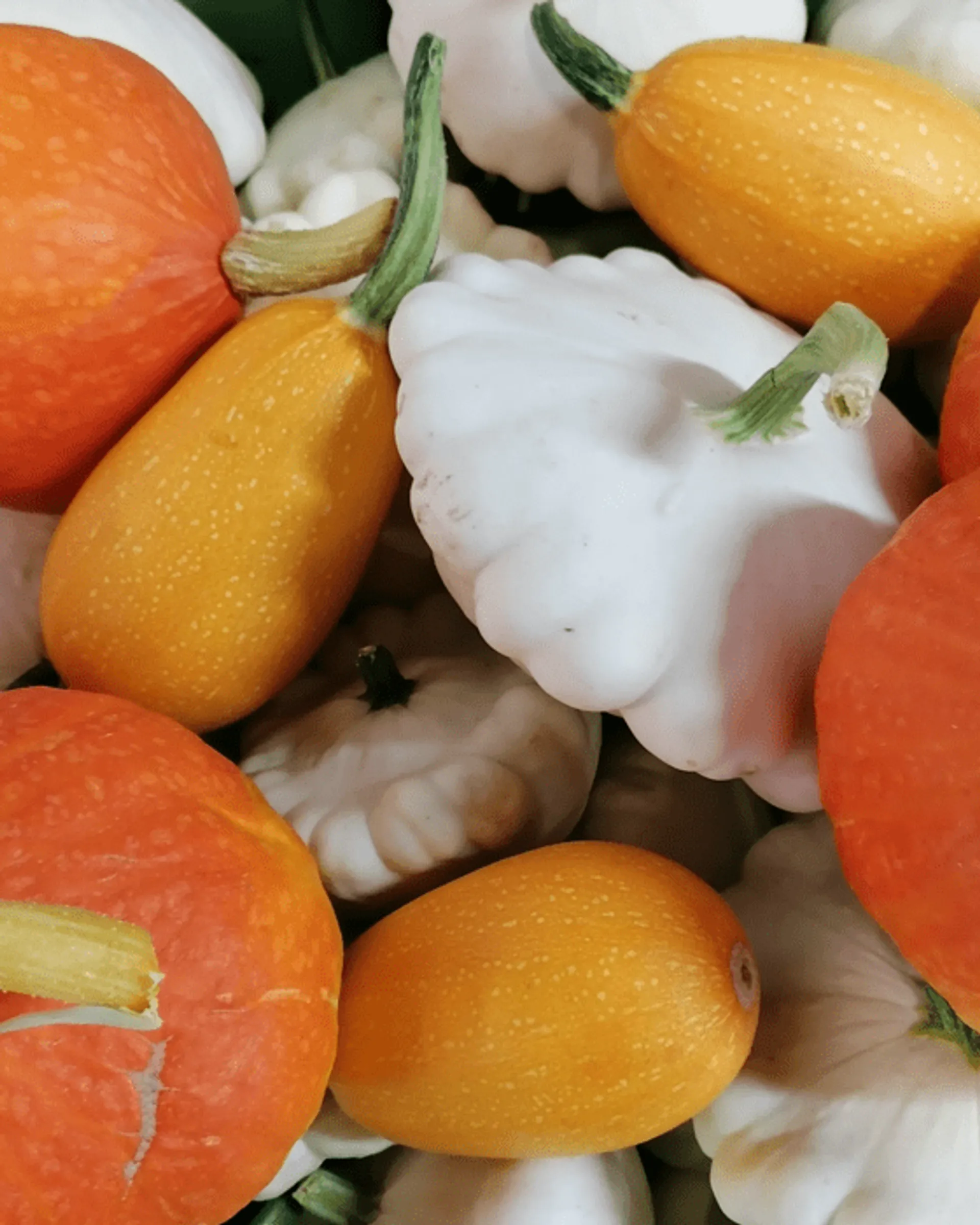 Organic mixed squash from La Oizéenne, France|CrowdFarming: fresh food ...