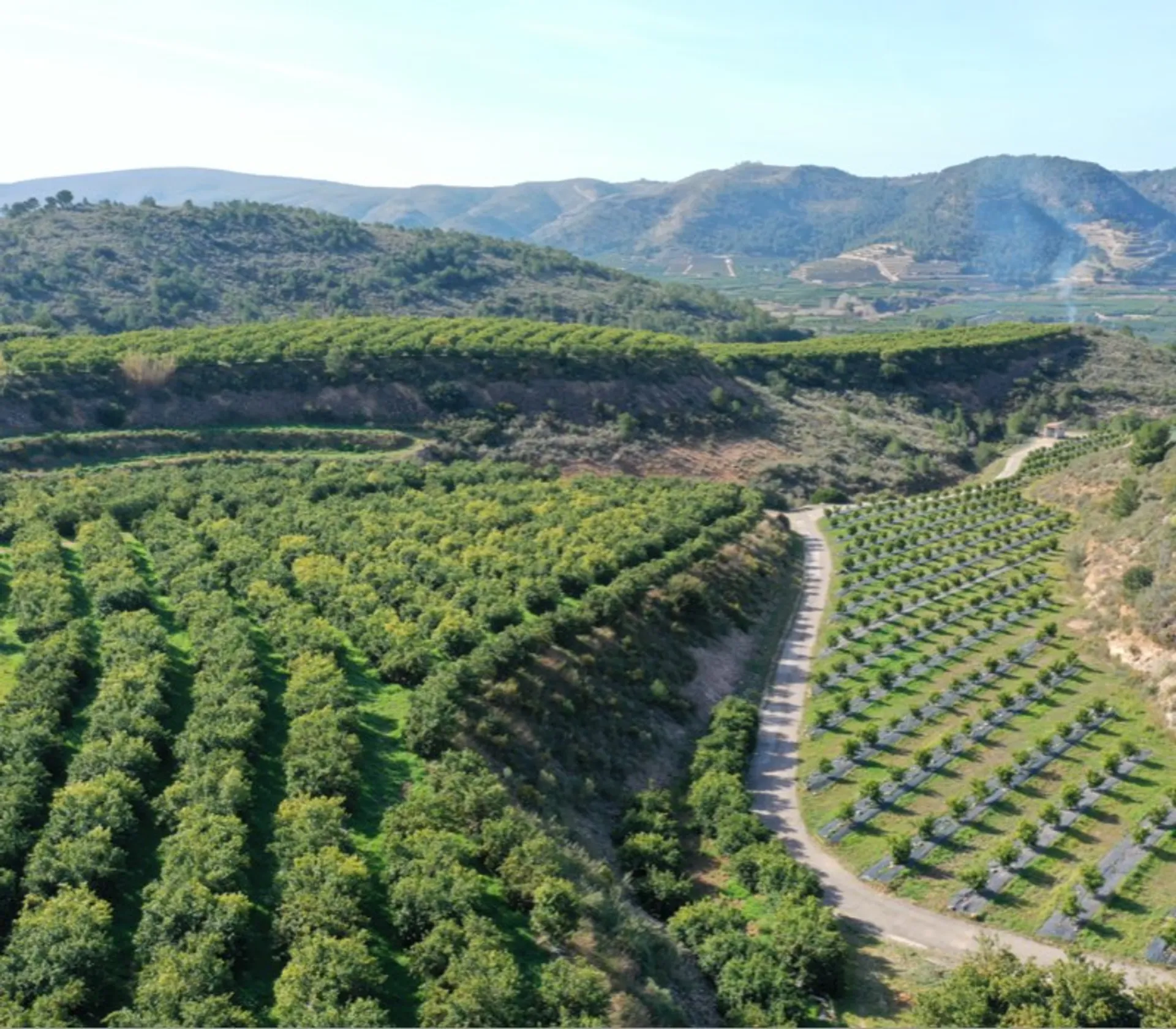 Organic Orri mandarins from Barranc de Llop, Spain | Crowdfarming ...