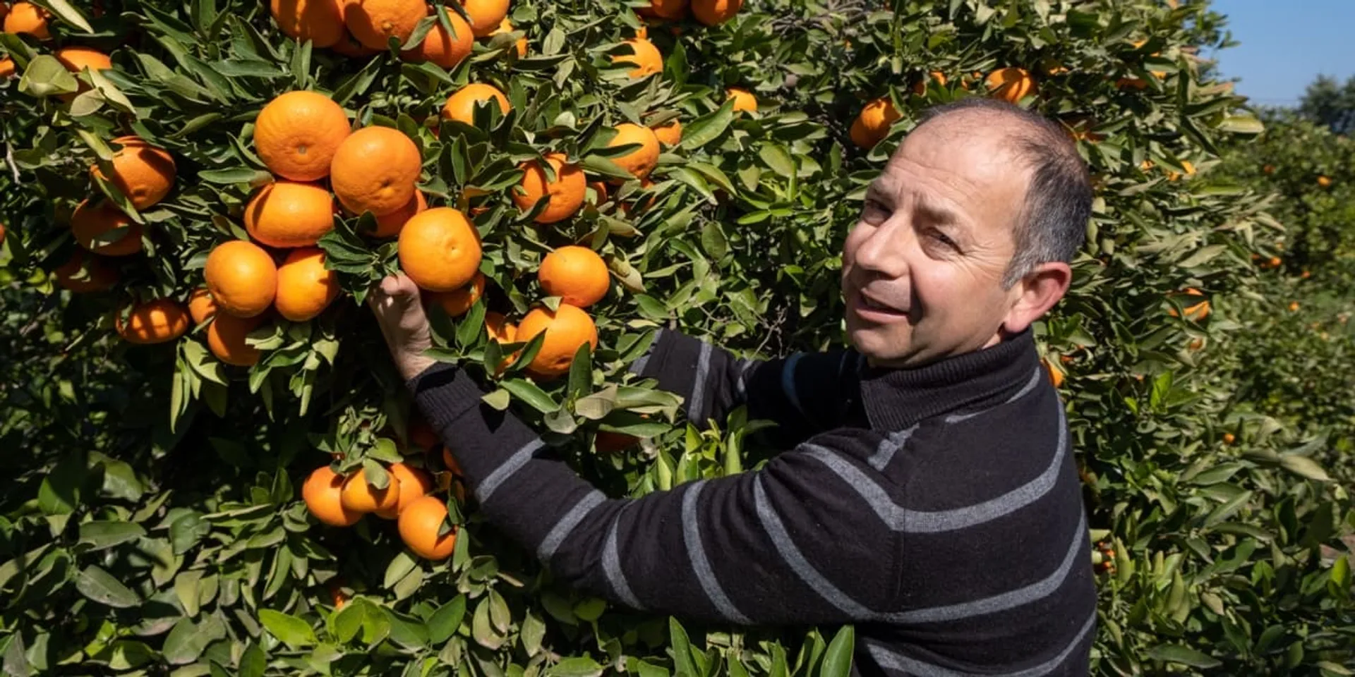 Ekologiska mandariner till juice från Hort de Bitem, Spanien ...