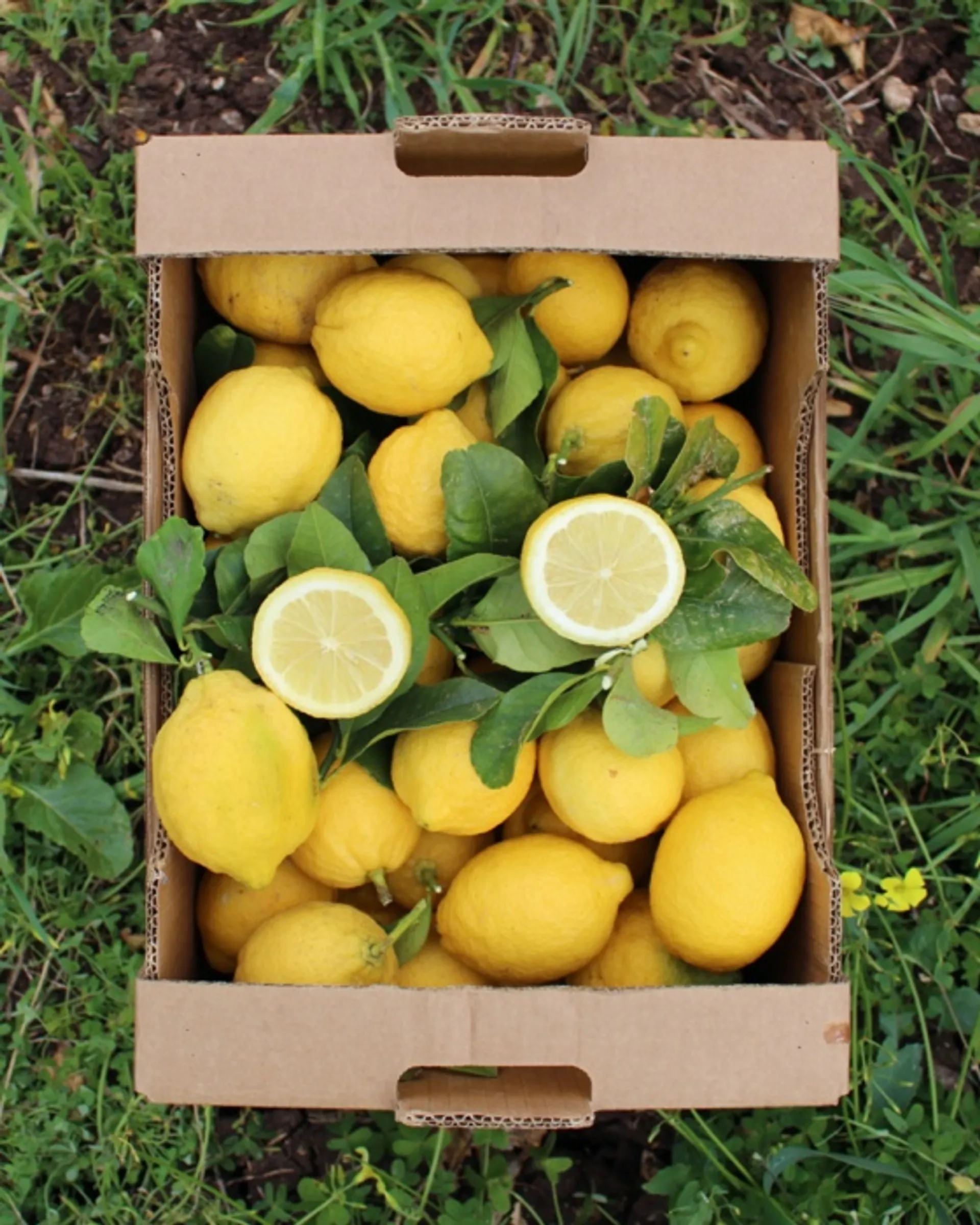 Organic lemons PGI from Siracusa from Bio Agrumi Monasteri, Italy ...