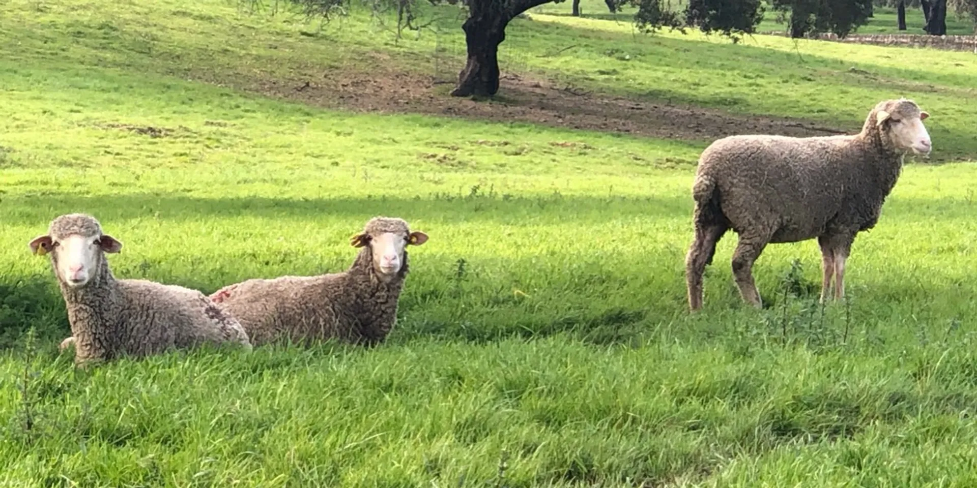 Merinowol van Moheda de Abajo, Spanje | CrowdFarming: adopteer een ...