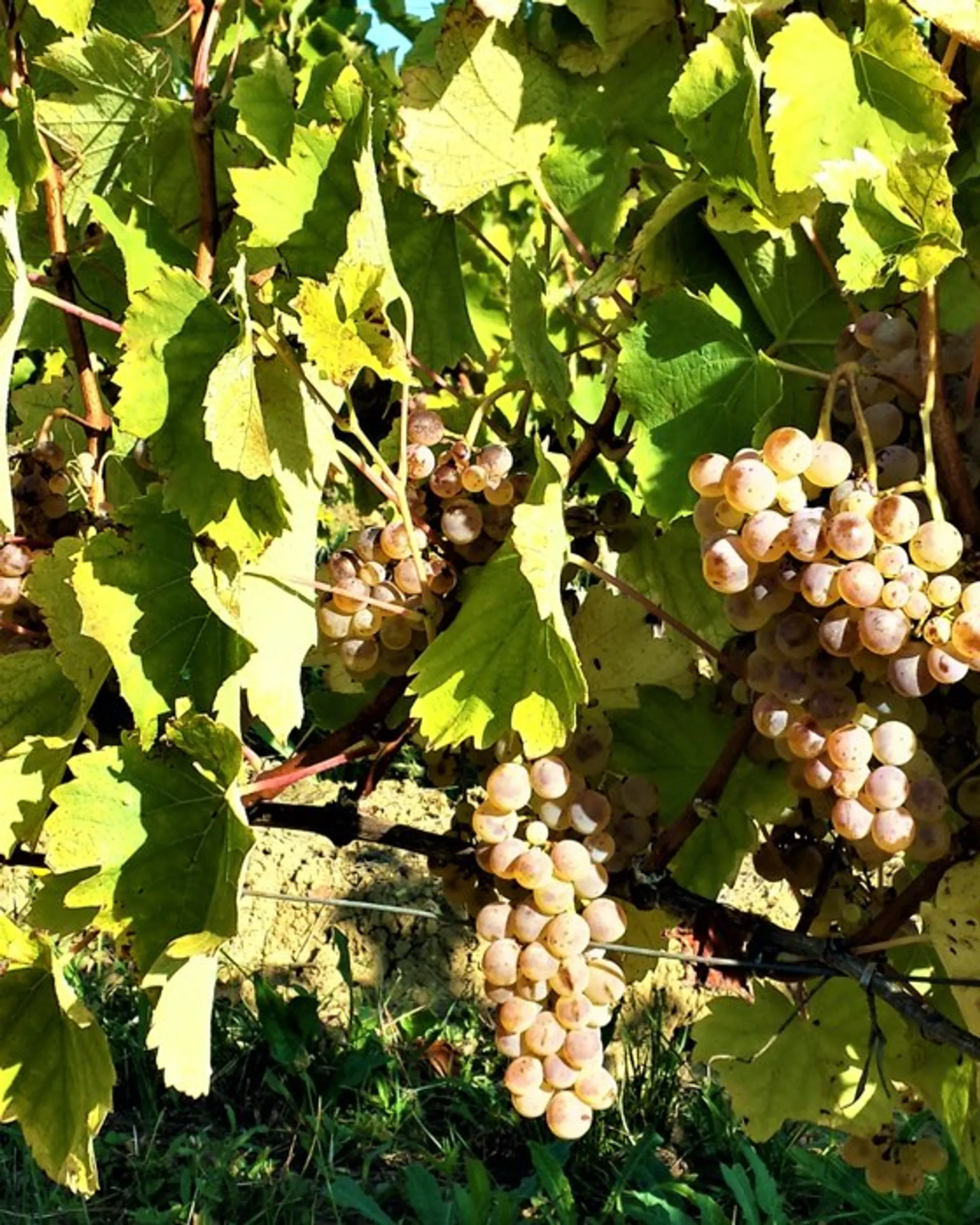 White & rosé wines, Château de la Grave, Colombard/Cabernet, AOP Côtes ...