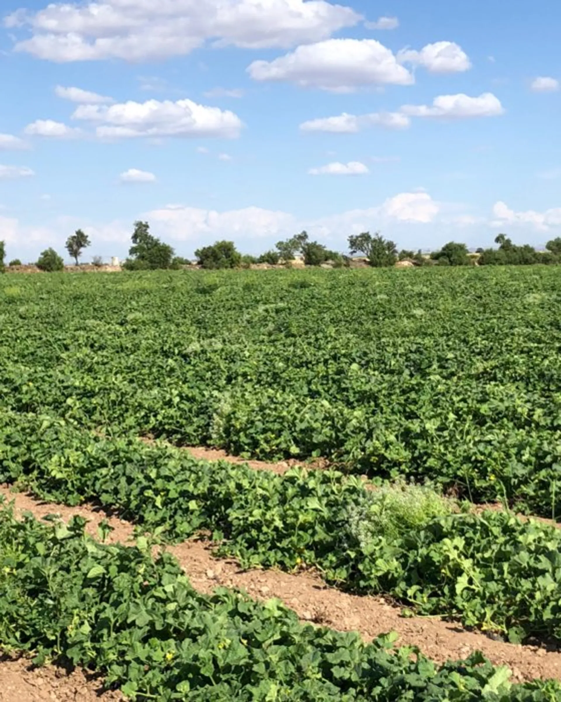 Demeter organic melon från Finca Quixote, Spanien | CrowdFarming: färsk ...