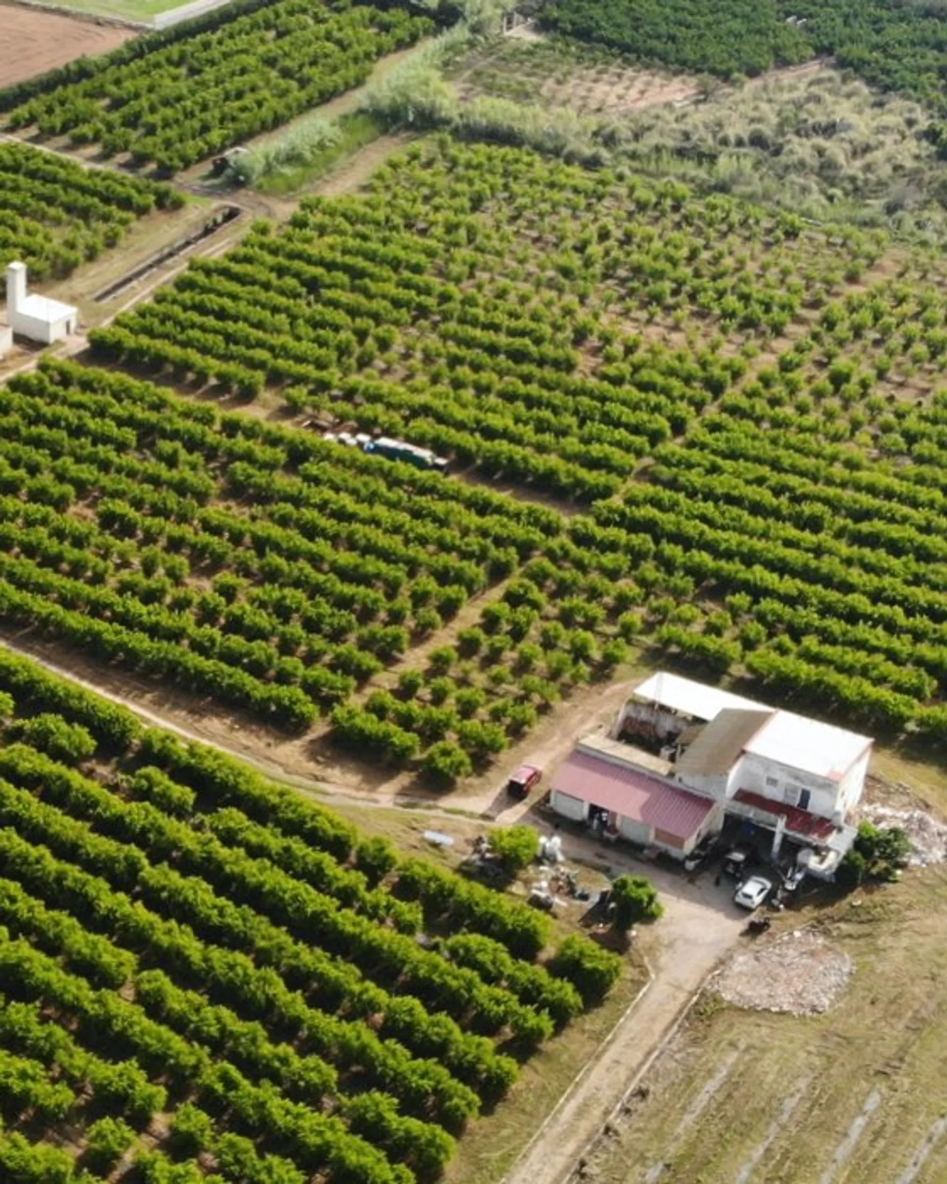 Organic pomegranates from Finca Isla Rubí, Spain | CrowdFarming: farm ...