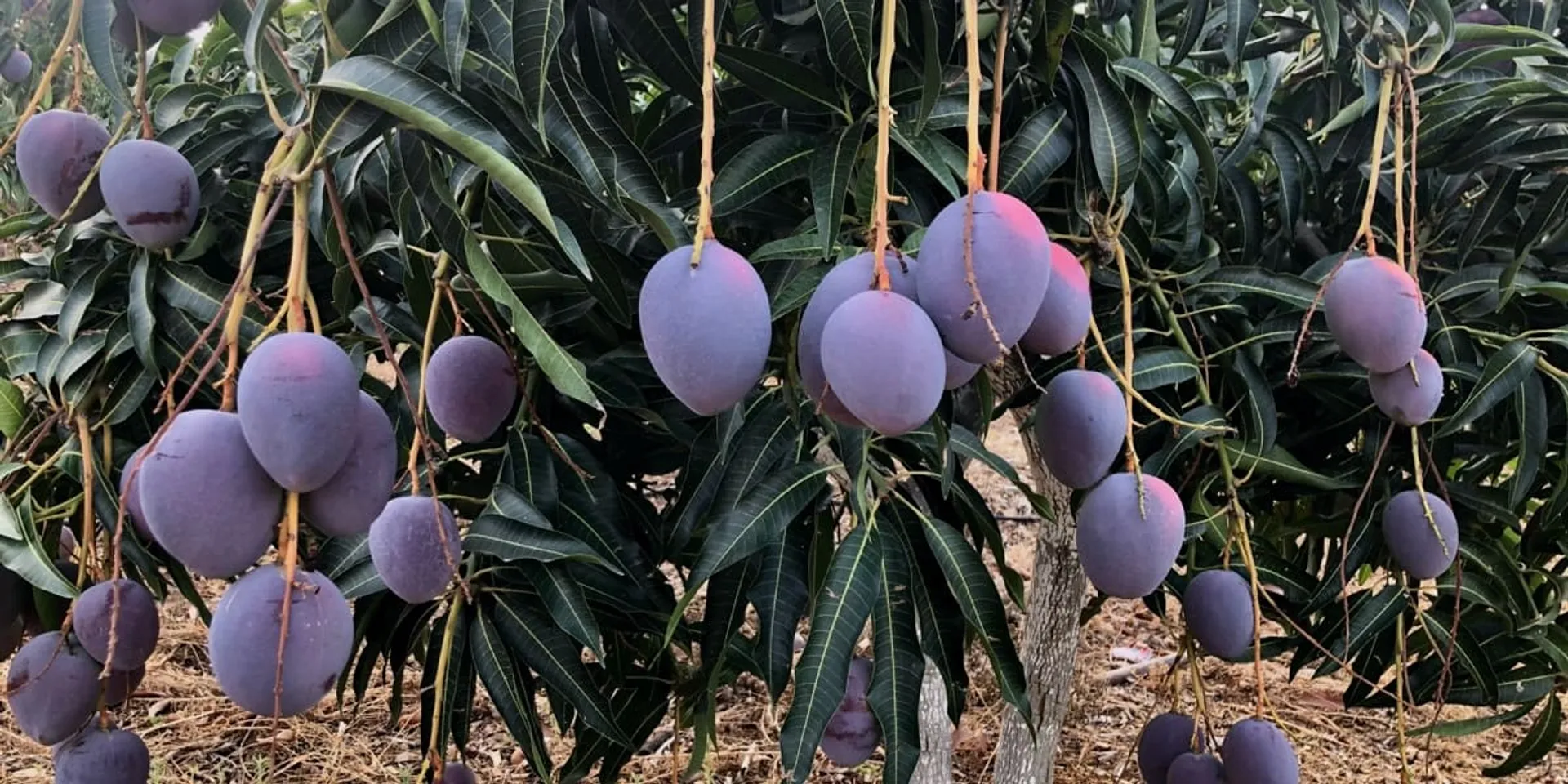 Sensation mango's van Finca Los Pepones, Spanje | CrowdFarming: adopteer een mangoboom