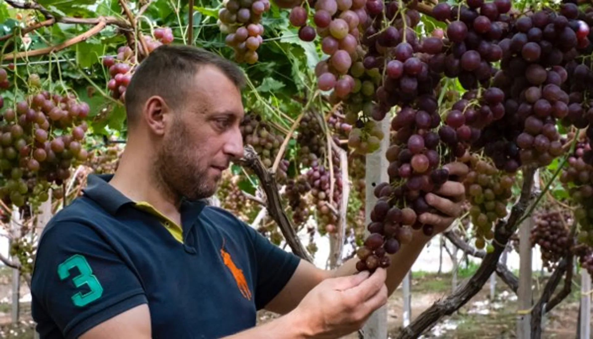 Adoptiere einen Baum, ein Feld, ein Tier, erhalte Ernte | CrowdFarming