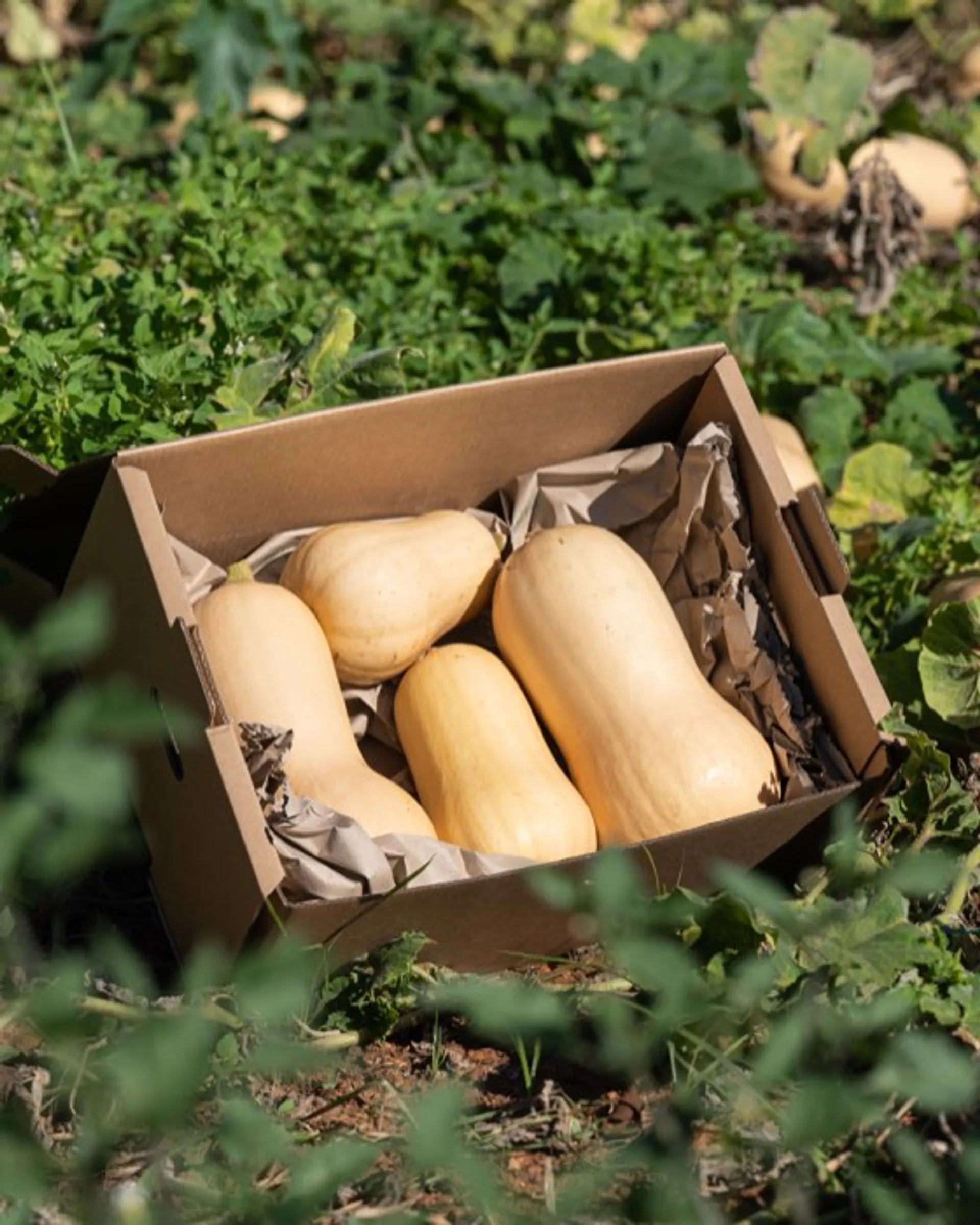 Demeter squashes van Finca Quixote, Spanje|CrowdFarming: vers voedsel ...