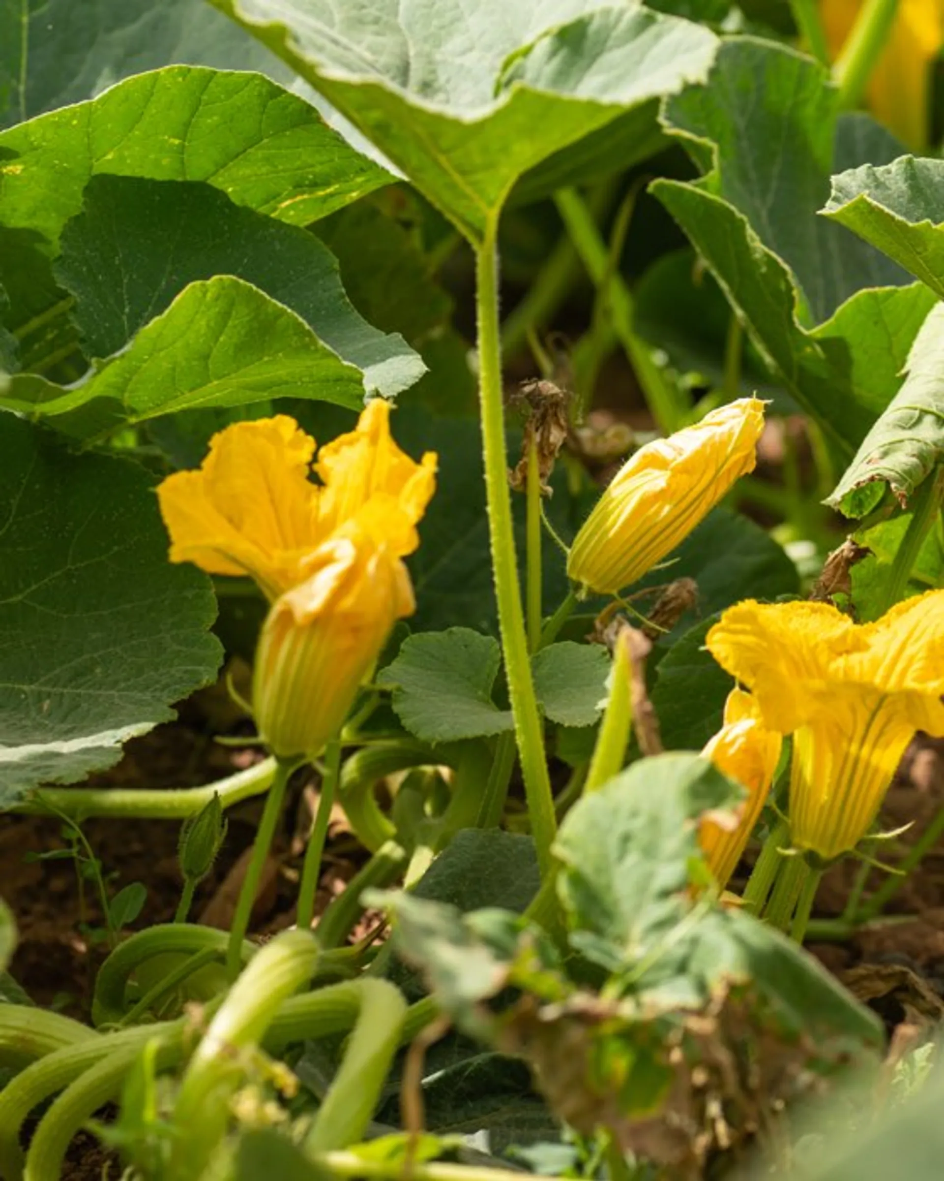 Demeter squashes van Finca Quixote, Spanje|CrowdFarming: vers voedsel ...