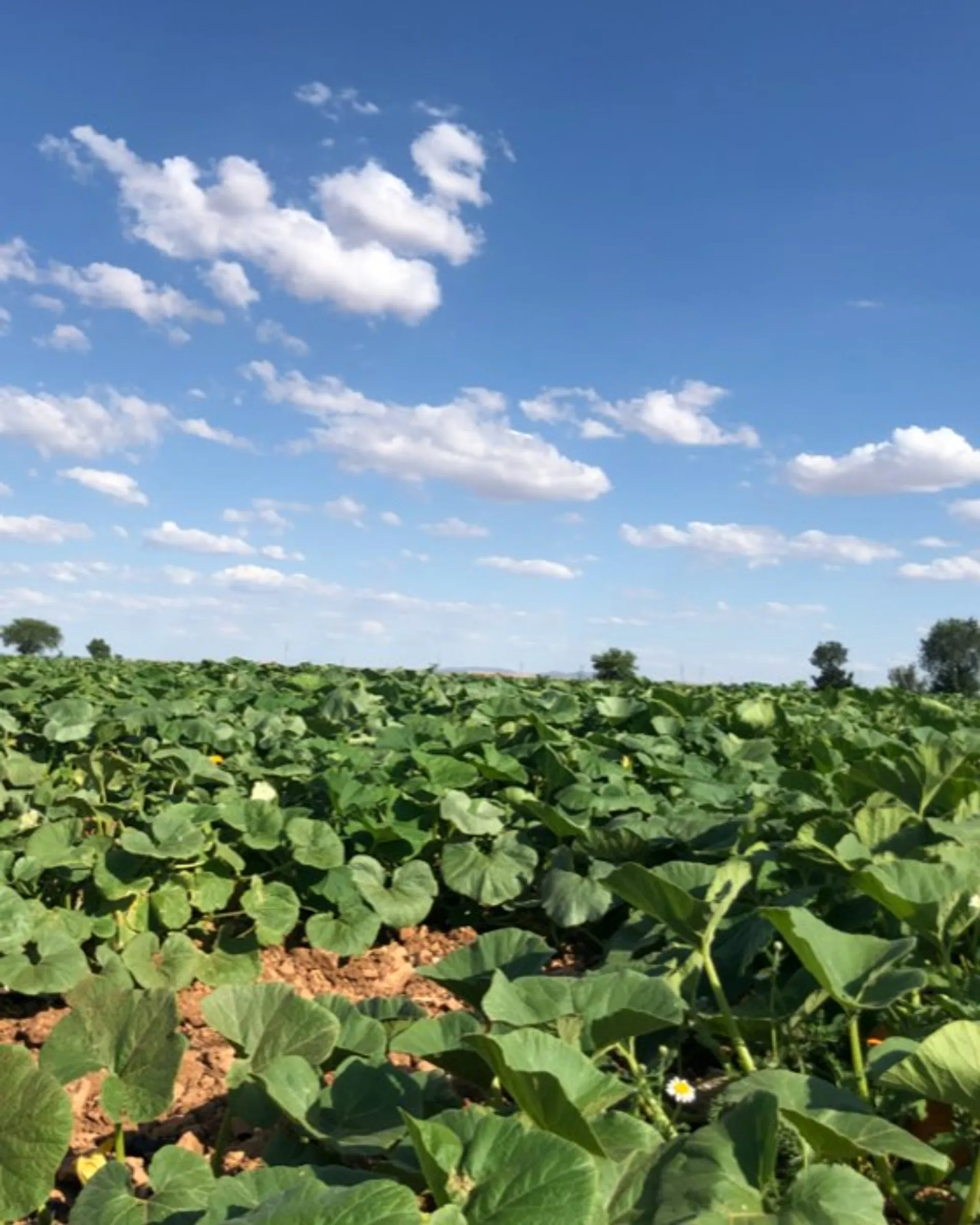 Demeter squashes van Finca Quixote, Spanje|CrowdFarming: vers voedsel ...