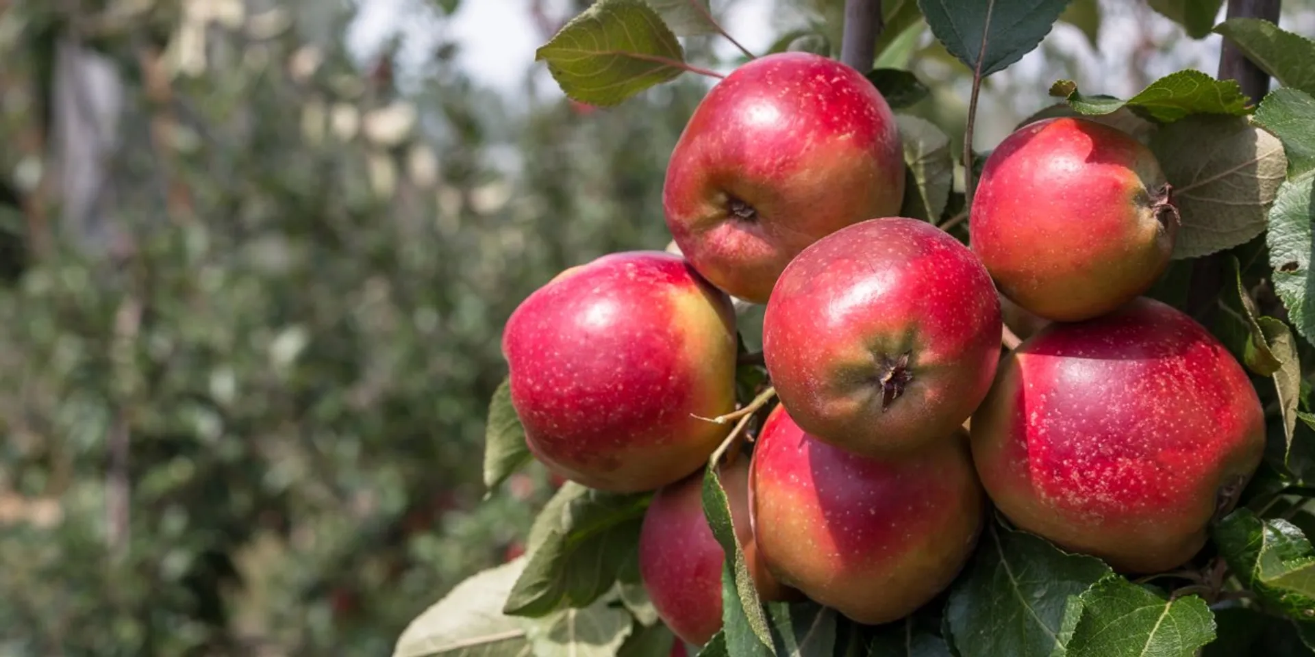 Demeter organic two-tone red apples van Maison Tamisier, Frankrijk ...