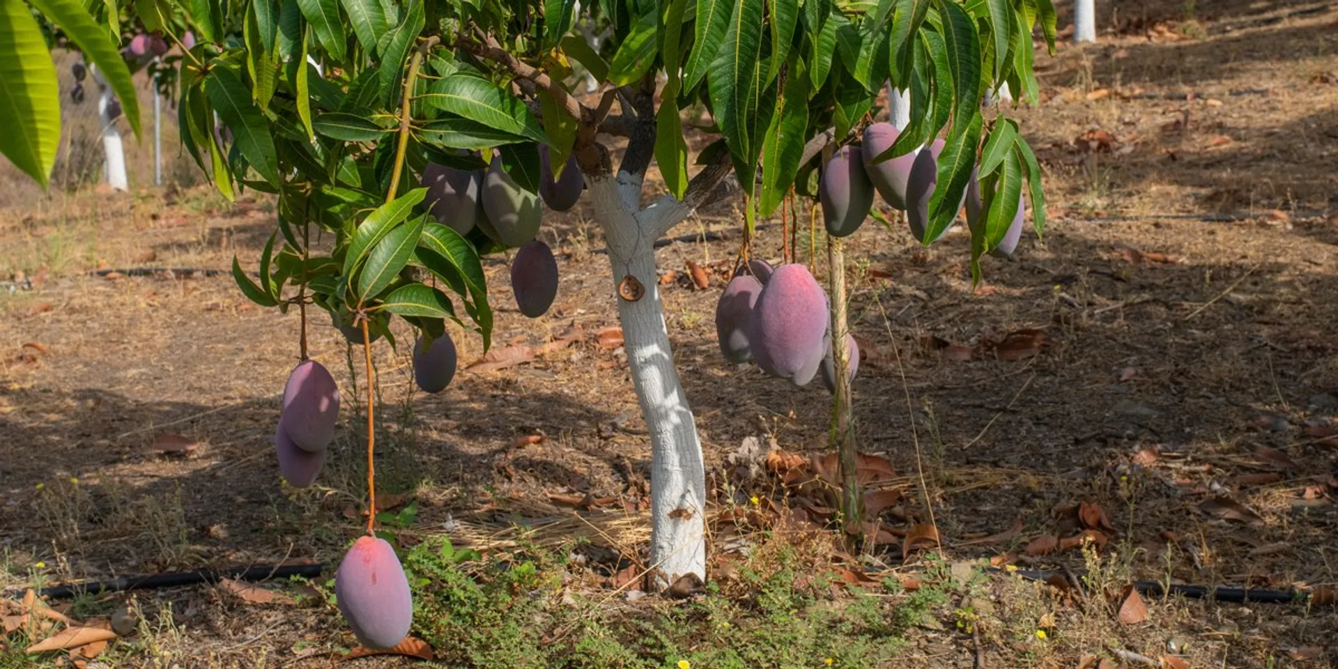 Ekologisk mango från Fuente la Gota, Spanien | CrowdFarming: adoptera ...