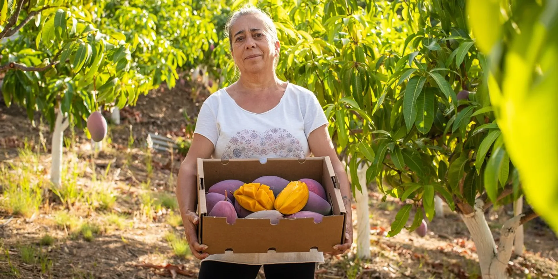 Ekologisk mango från Fuente la Gota, Spanien | CrowdFarming: adoptera ...