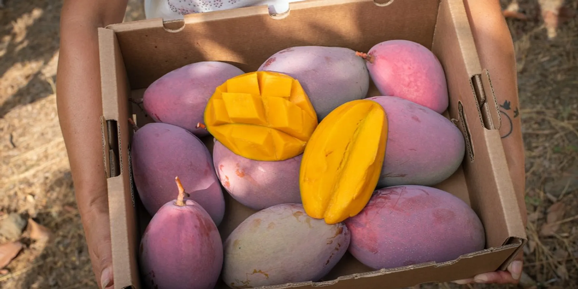 Ekologisk mango från Fuente la Gota, Spanien | CrowdFarming: adoptera ...