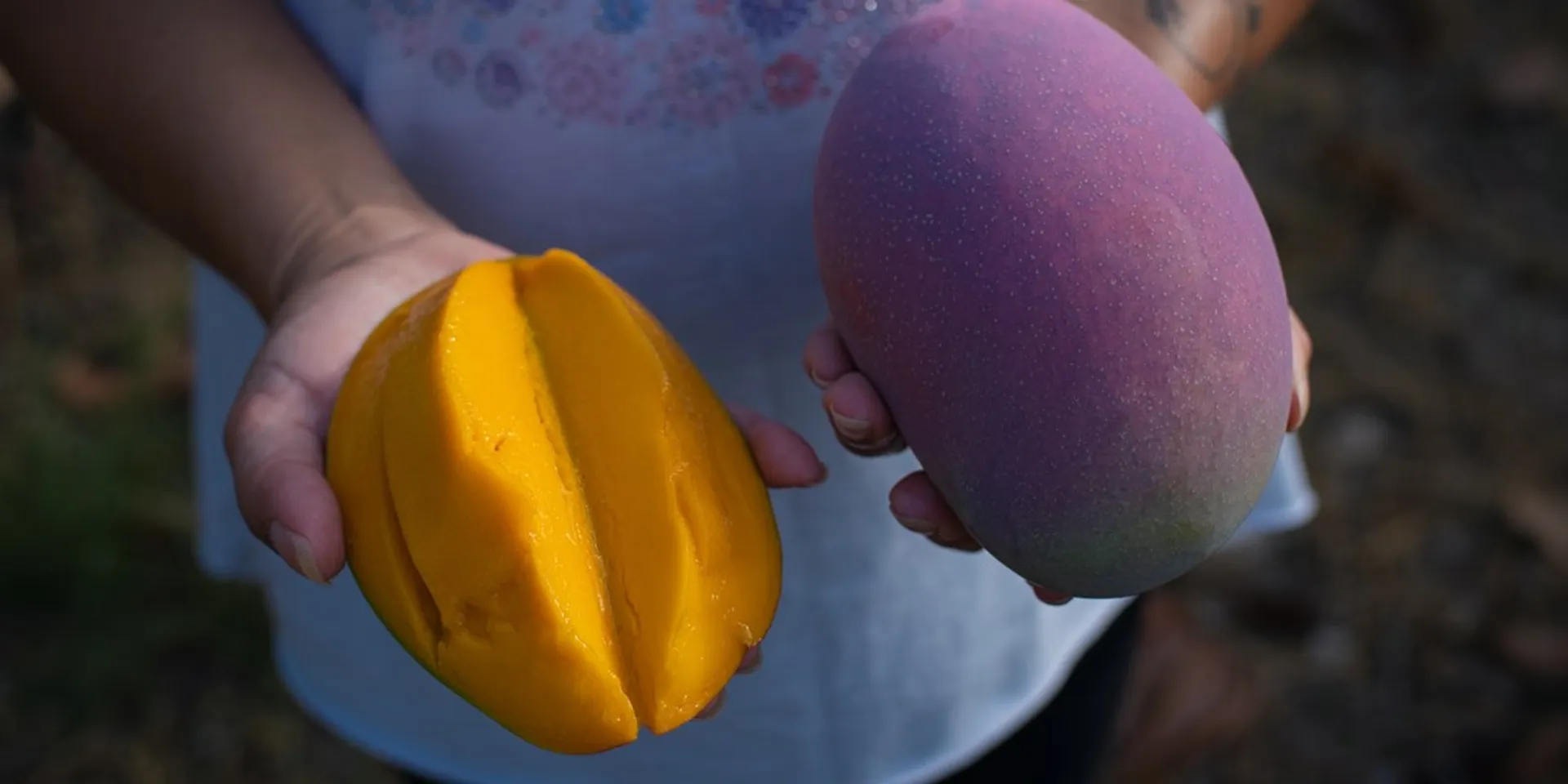 Ekologisk mango från Fuente la Gota, Spanien | CrowdFarming: adoptera ...