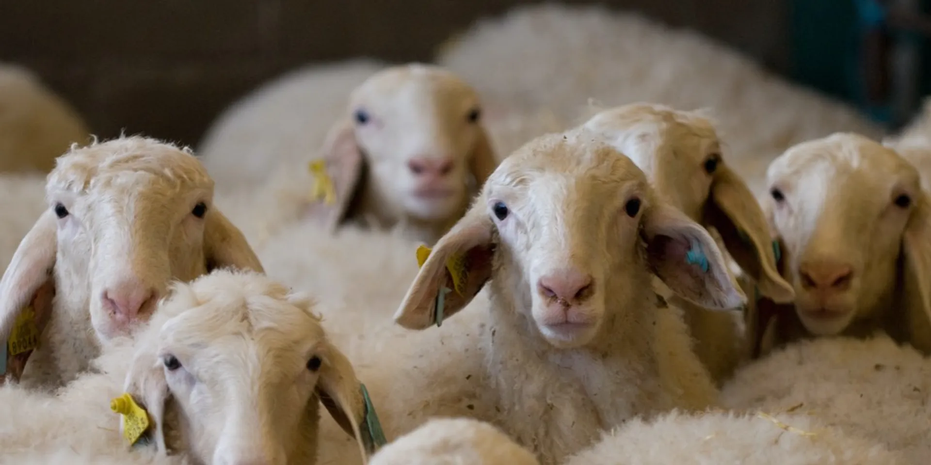 Sheep milk cheese from Marqués de Mendiola, Spain | CrowdFarming: adopt ...