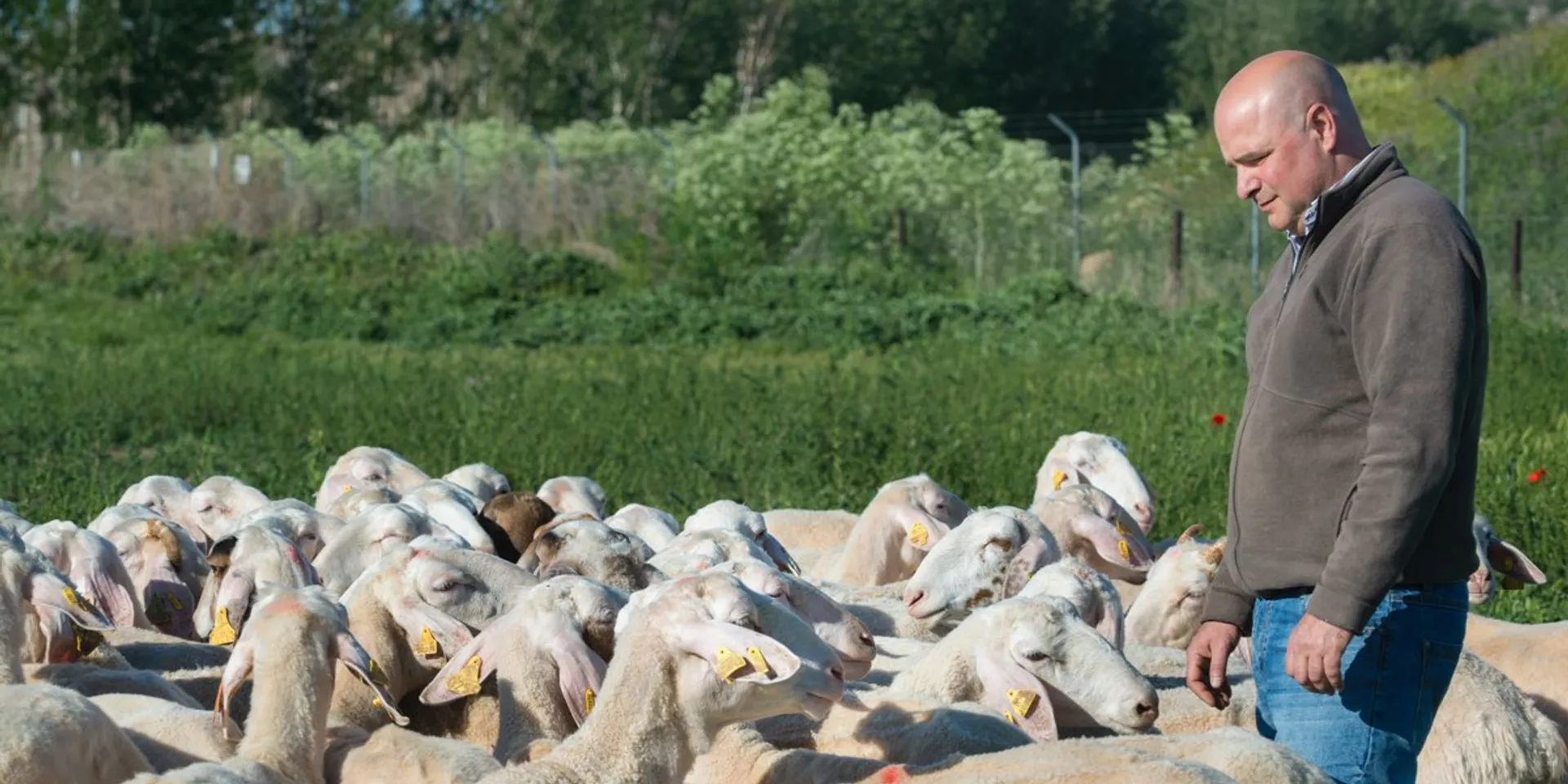 Sheep milk cheese from Marqués de Mendiola, Spain | CrowdFarming: adopt ...