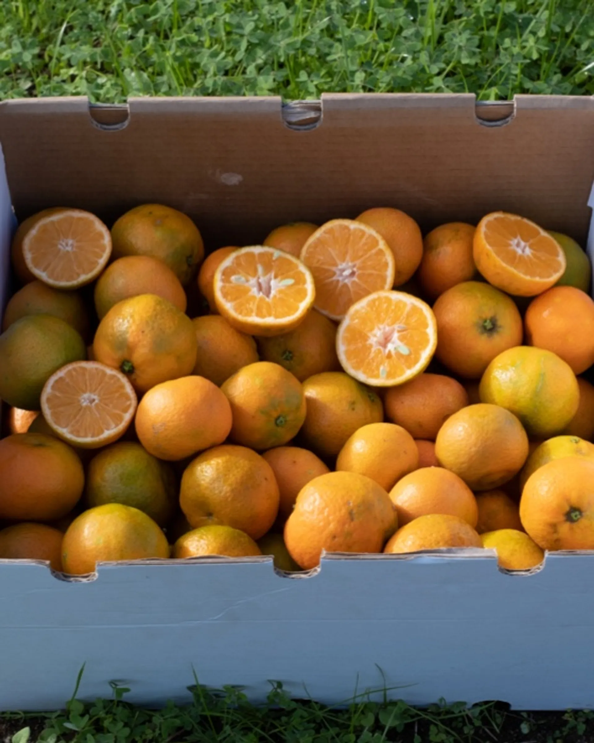 Organic PGI clementines from Cooperativa I Frutti del Sole, Italy ...