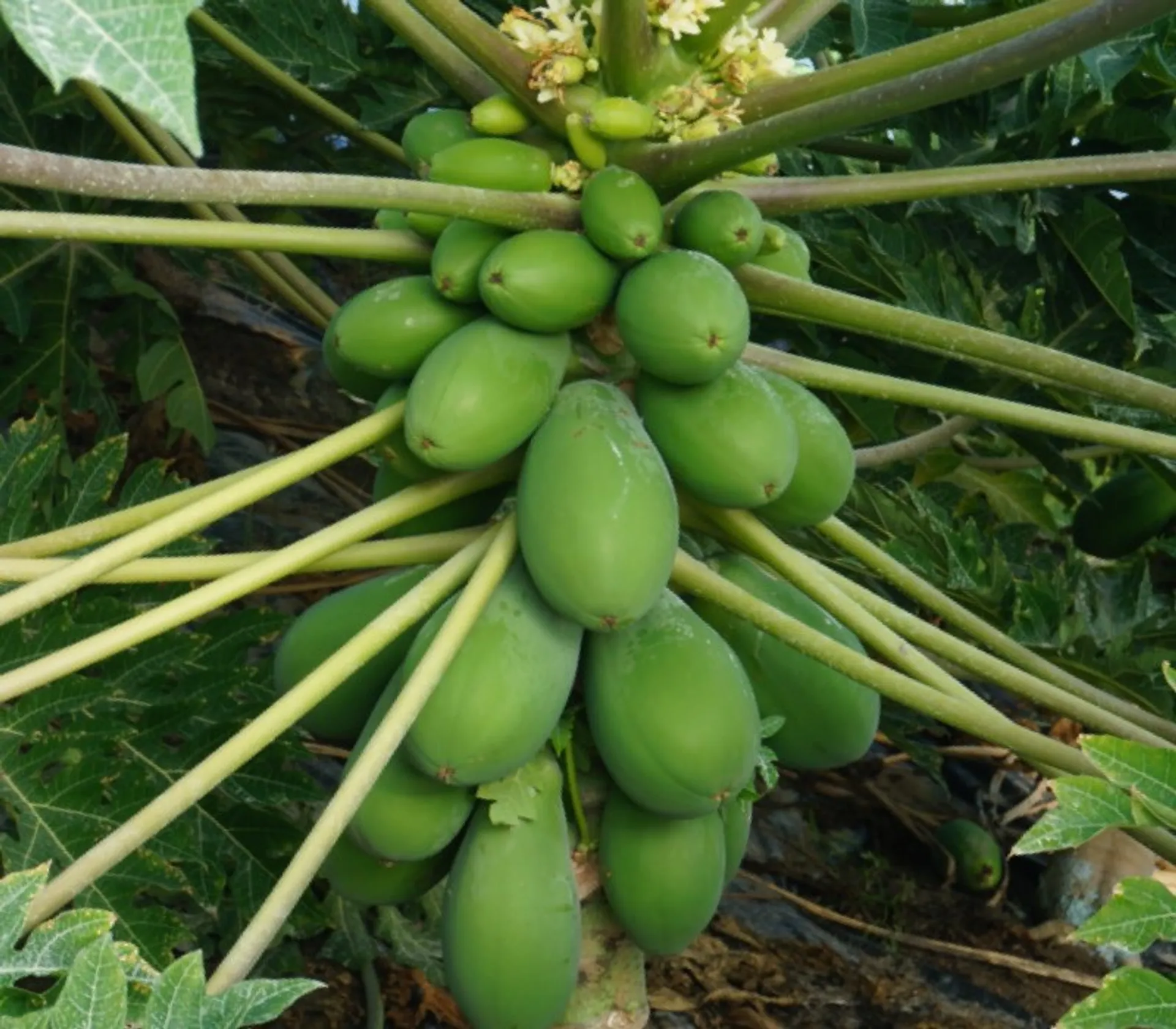 Papayes BIO de Huerto Los Montieles, Espagne | CrowdFarming: adoptez un ...