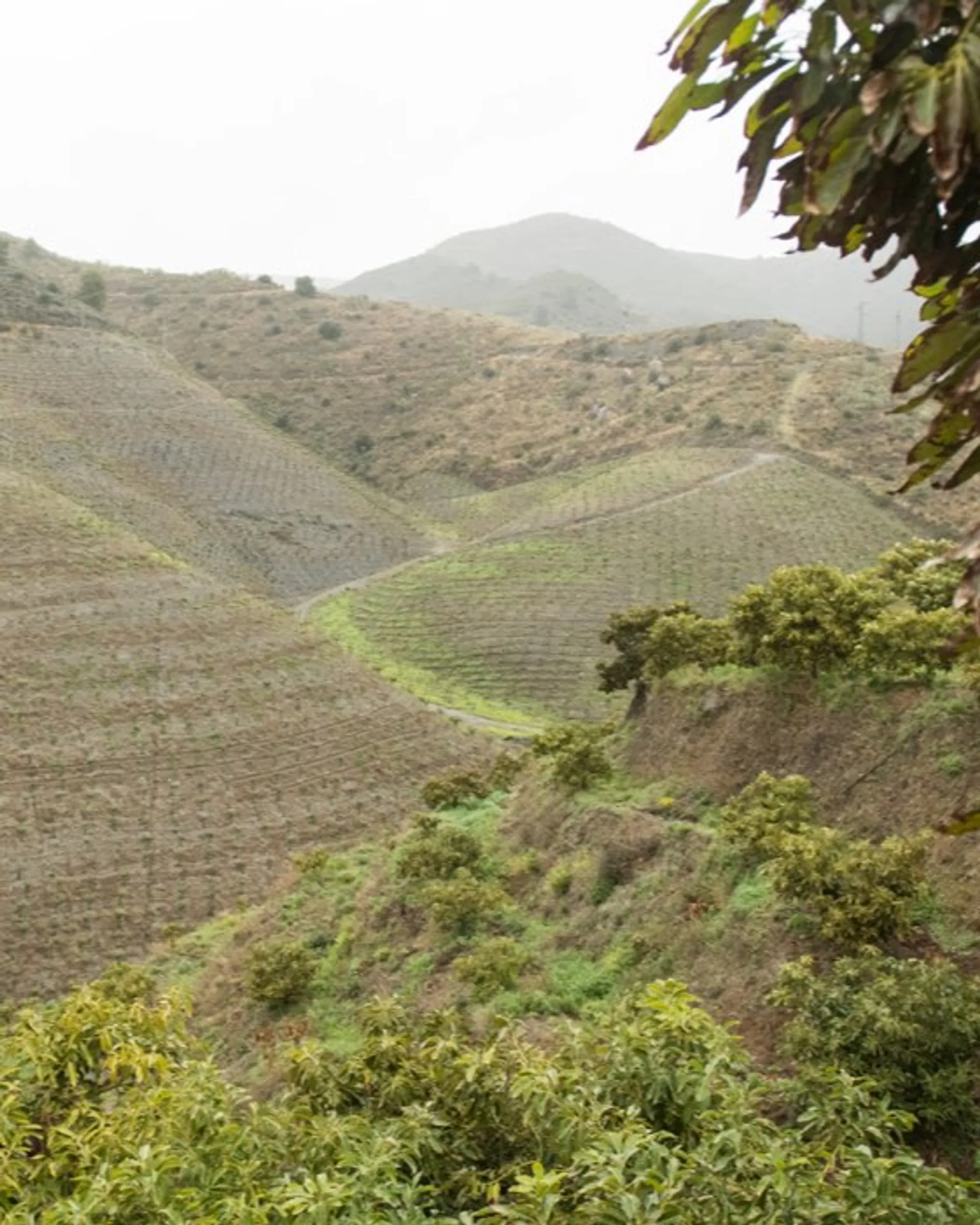 Aguacates y chirimoyas ecológicas de Hacienda Altos de Cantarriján ...