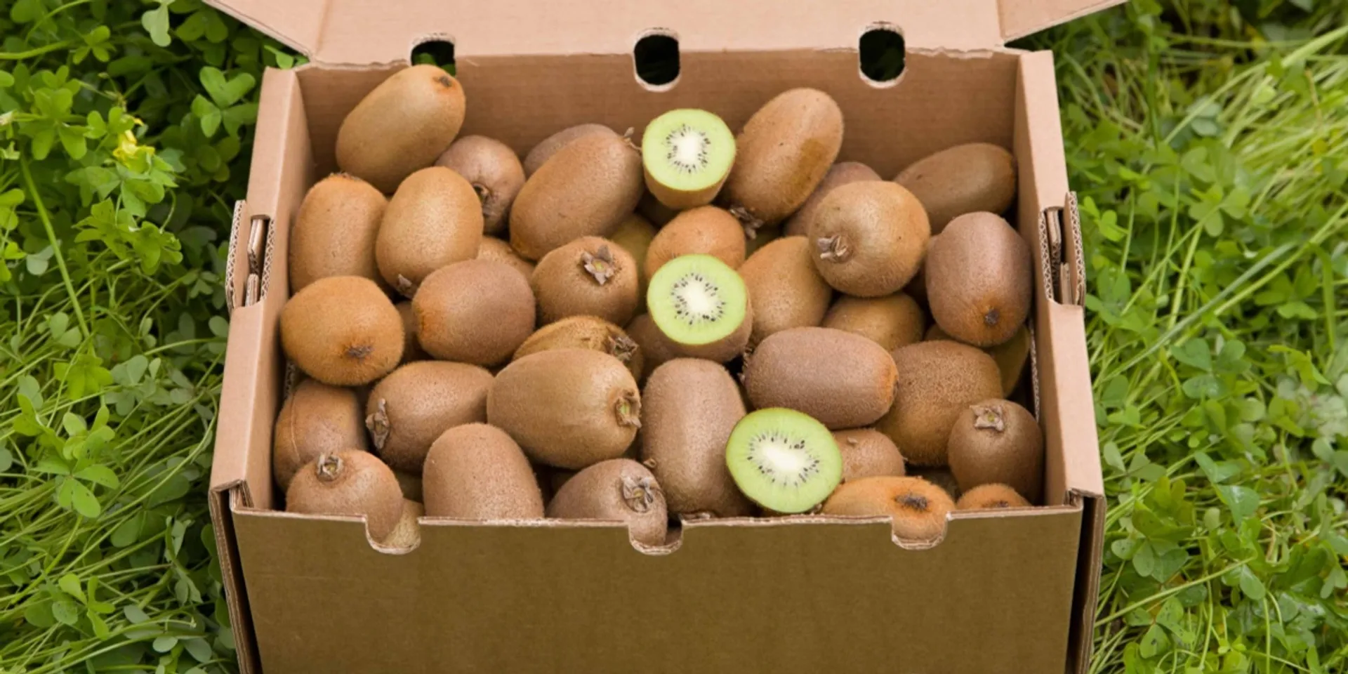 Kiwis verts de Alleanza Bio, Italie | CrowdFarming: adoptez un pied de kiwi