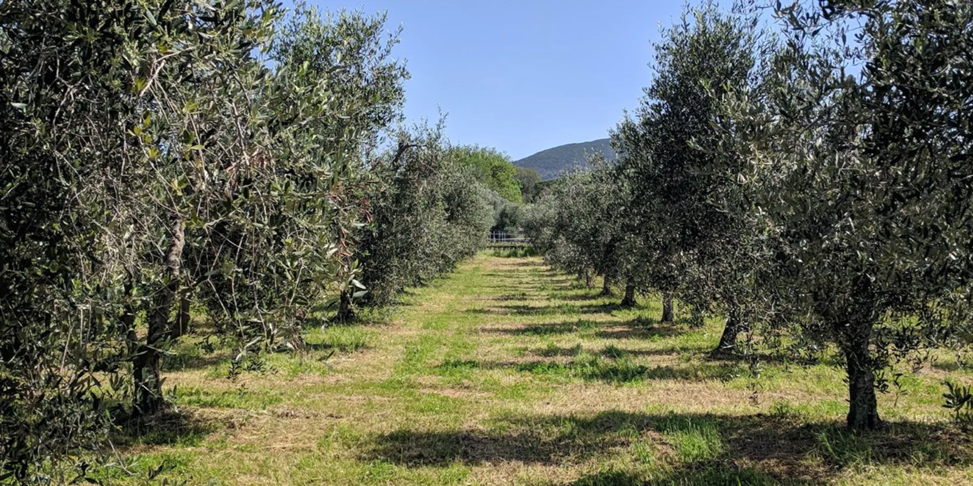 Urkärnade oliver och ekologisk olivpasta från Il Bottaccio, Italien ...