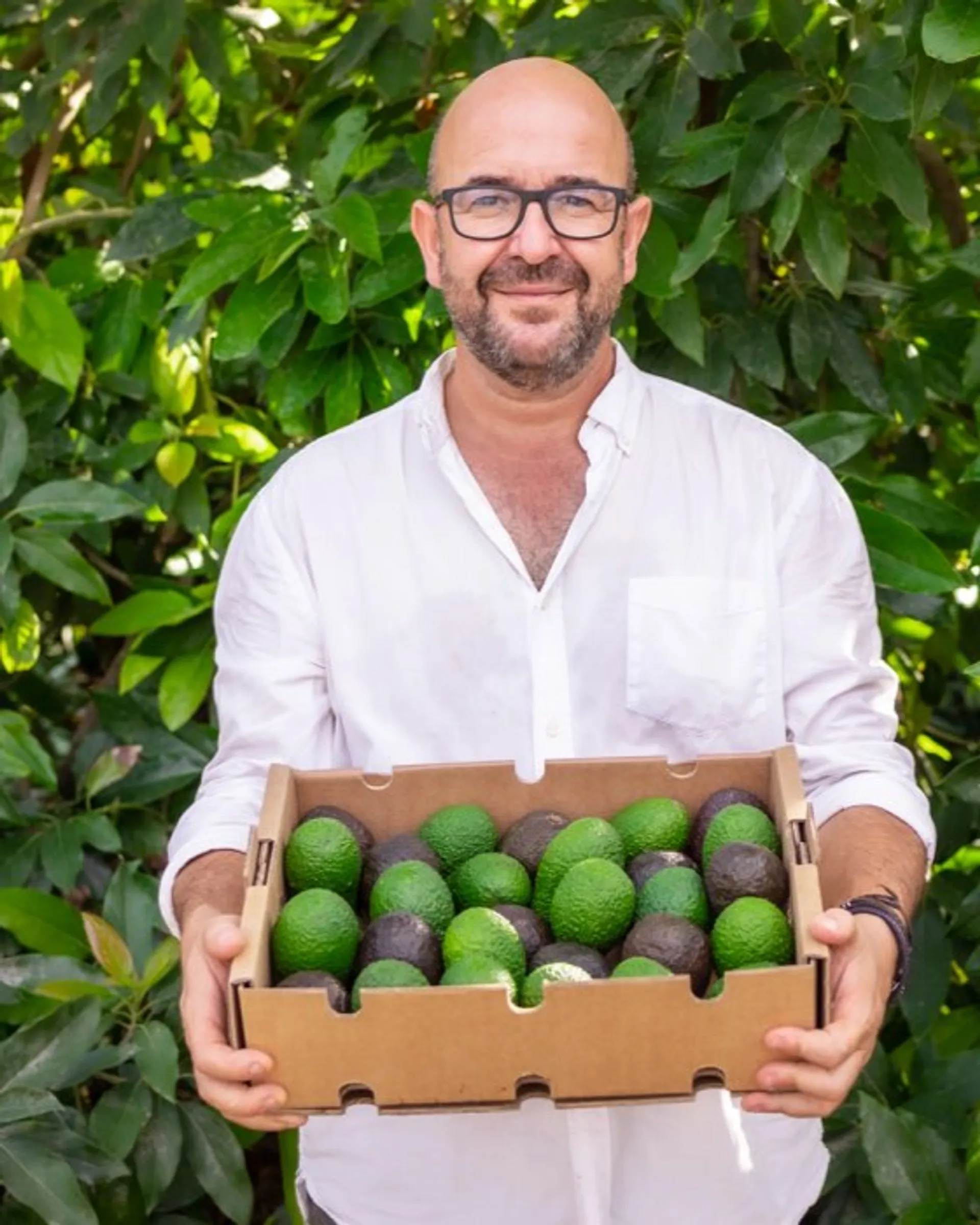 Organic regenerative avocados from La Reala, Spain | CrowdFarming: farm ...
