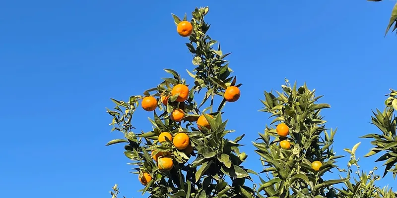 Clémentines de Corse IGP BIO de Domaines De La Taste, France ...
