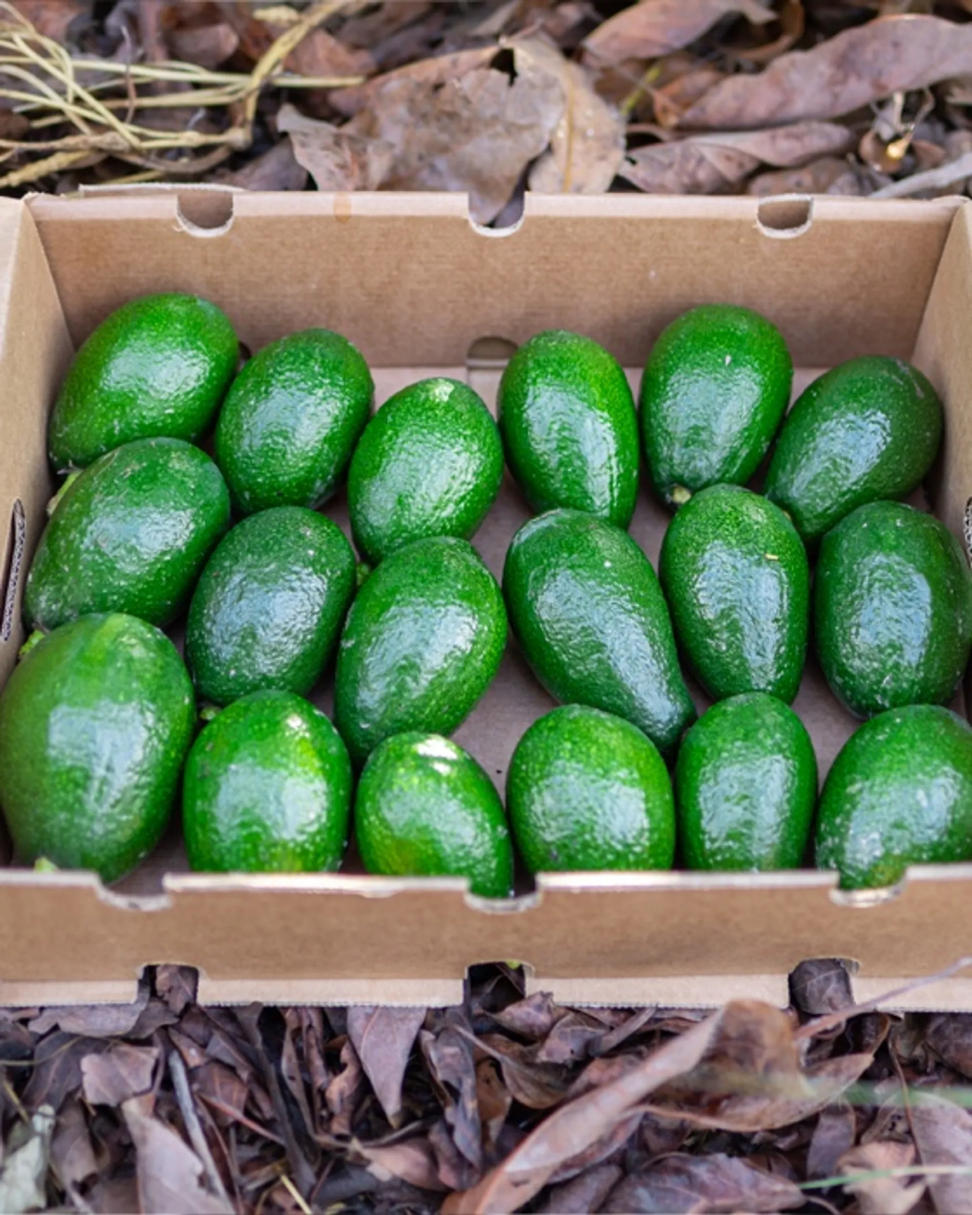 Organic early avocados from La Reala, Spain | CrowdFarming: farm fresh ...
