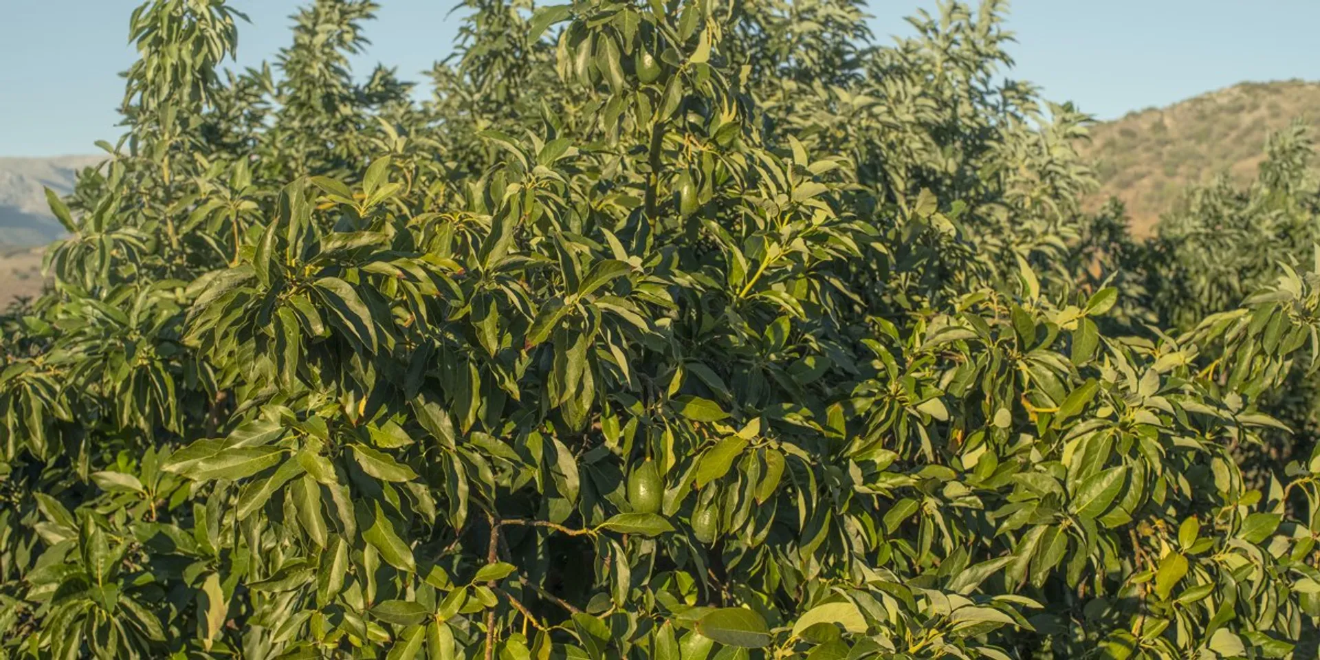 Regeneratieve biologische vroege avocado's van Finca Marroquino, Spanje ...