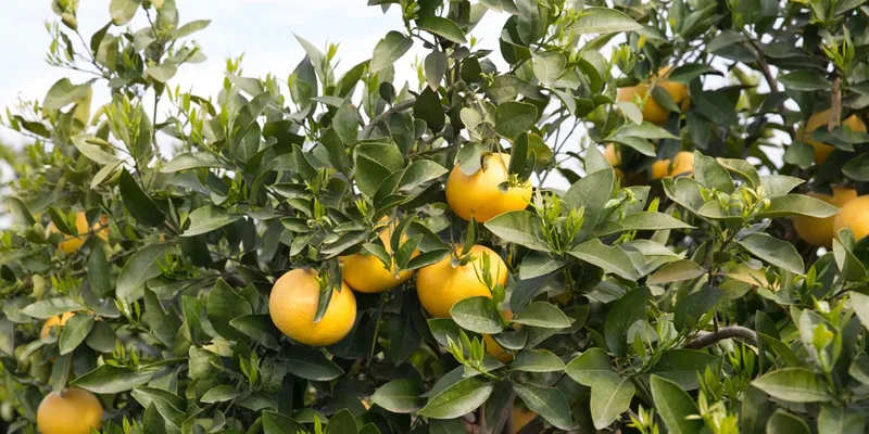 Biologische pompelmoezen van El Carrascal, Spanje | CrowdFarming ...