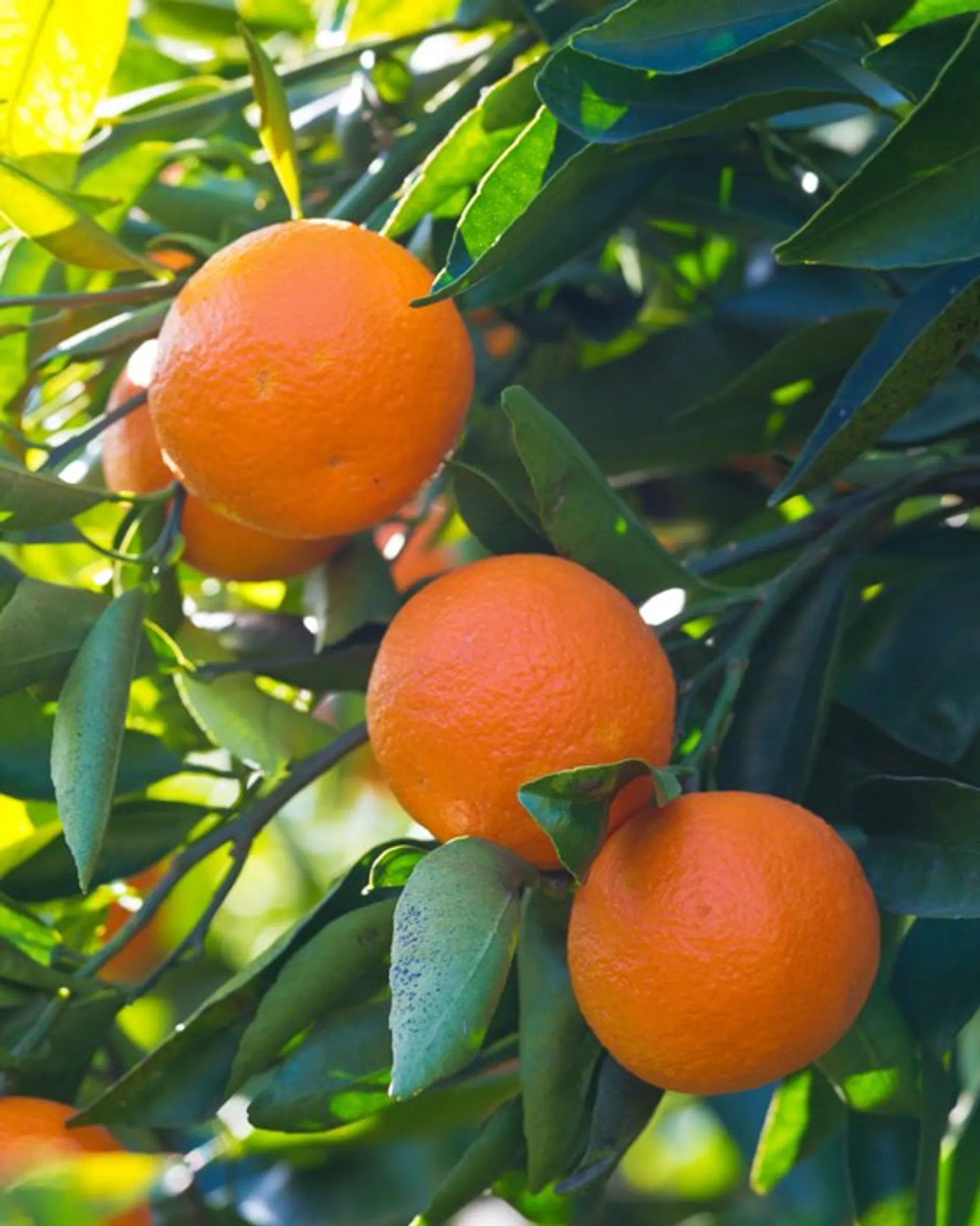 Organic clementines from CABET, Spain | CrowdFarming: farm fresh fruits ...