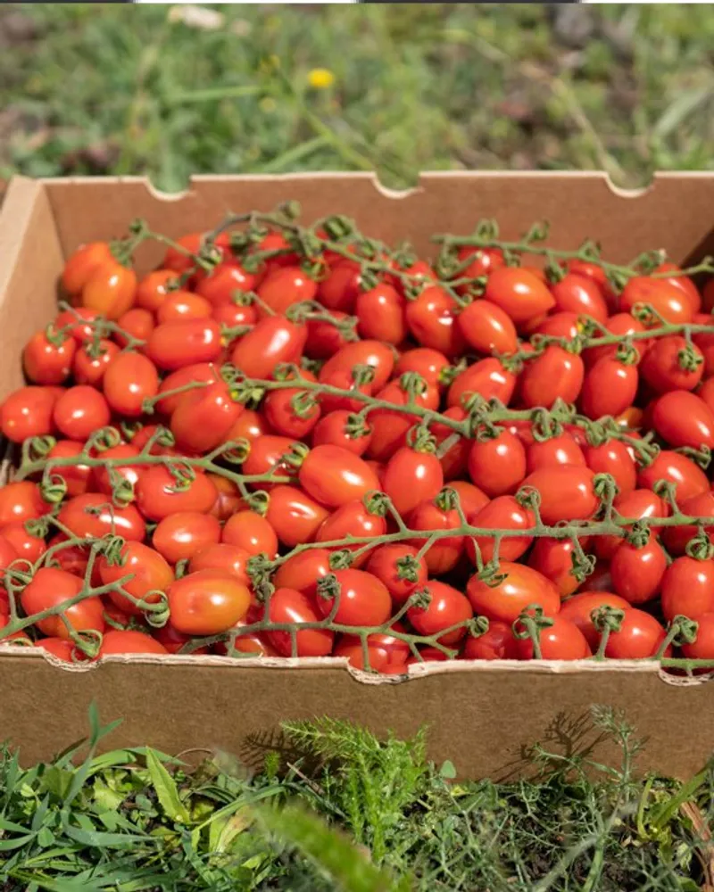 Tomate cherry pera de La Salada, España | CrowdFarming: fruta y verdura a domicilio