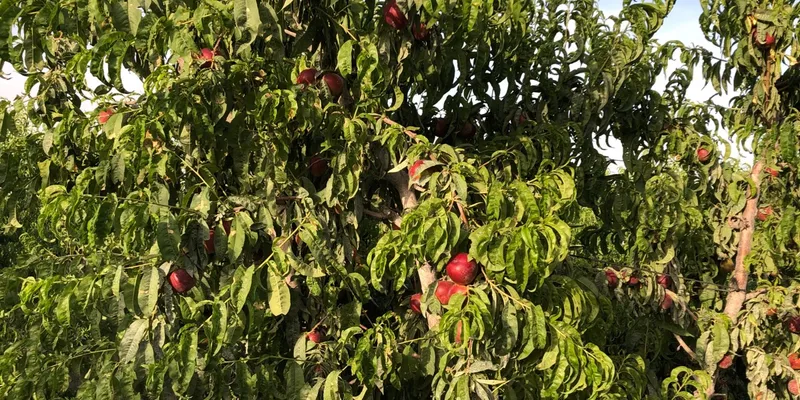 Nectarines BIO de Know Jou Bio, Espagne | CrowdFarming: adoptez un ...