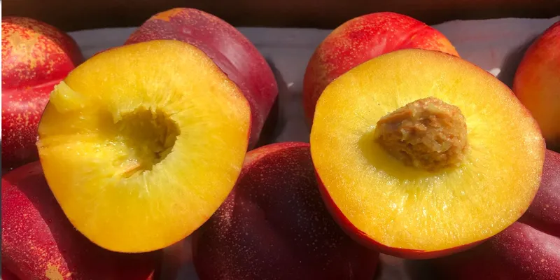 Organic nectarines van Know Jou Bio, Spanje | CrowdFarming: adopteer a ...