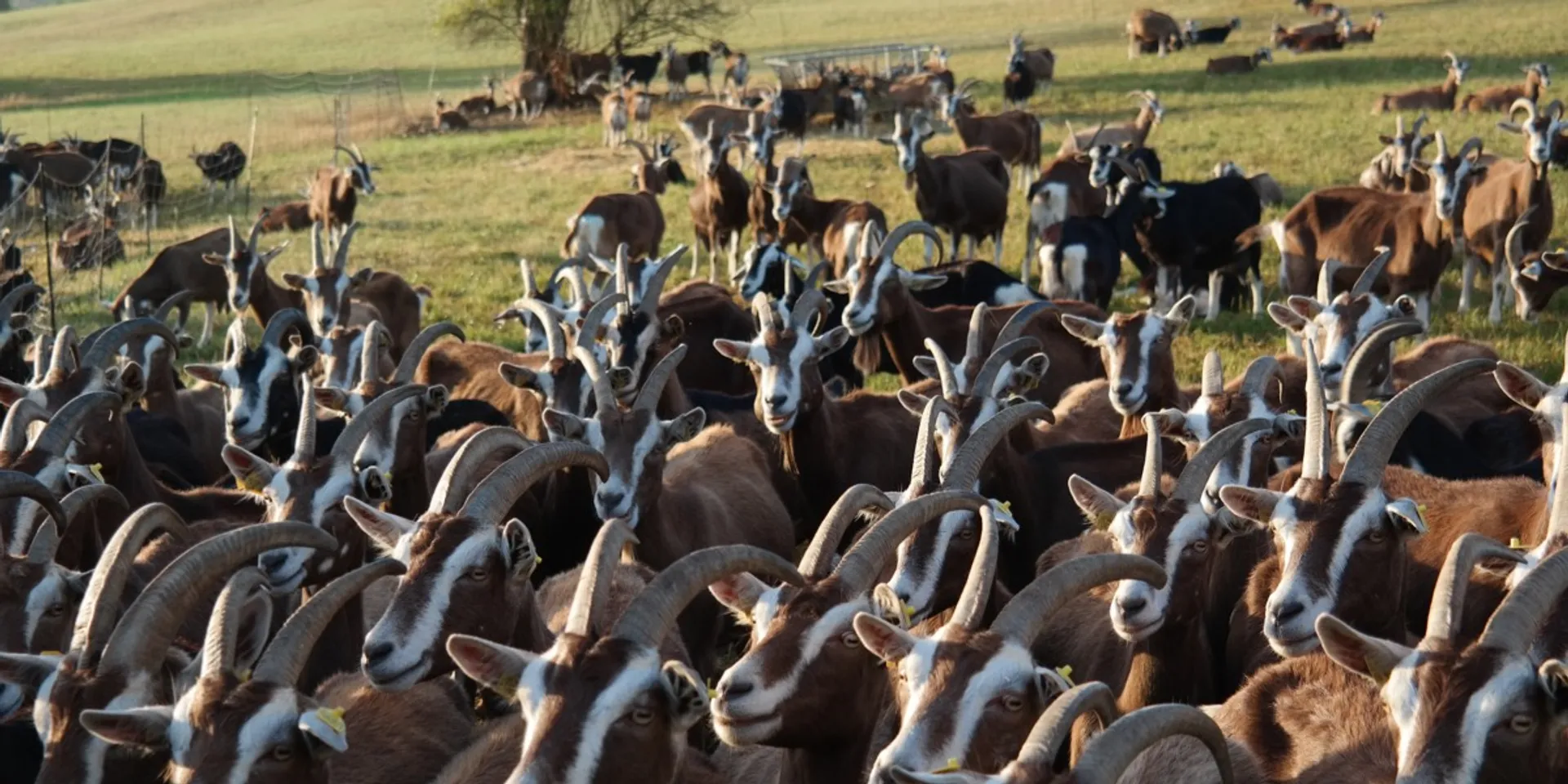 Bioland organic hard goat cheese från Hof Rösebach, Tyskland ...