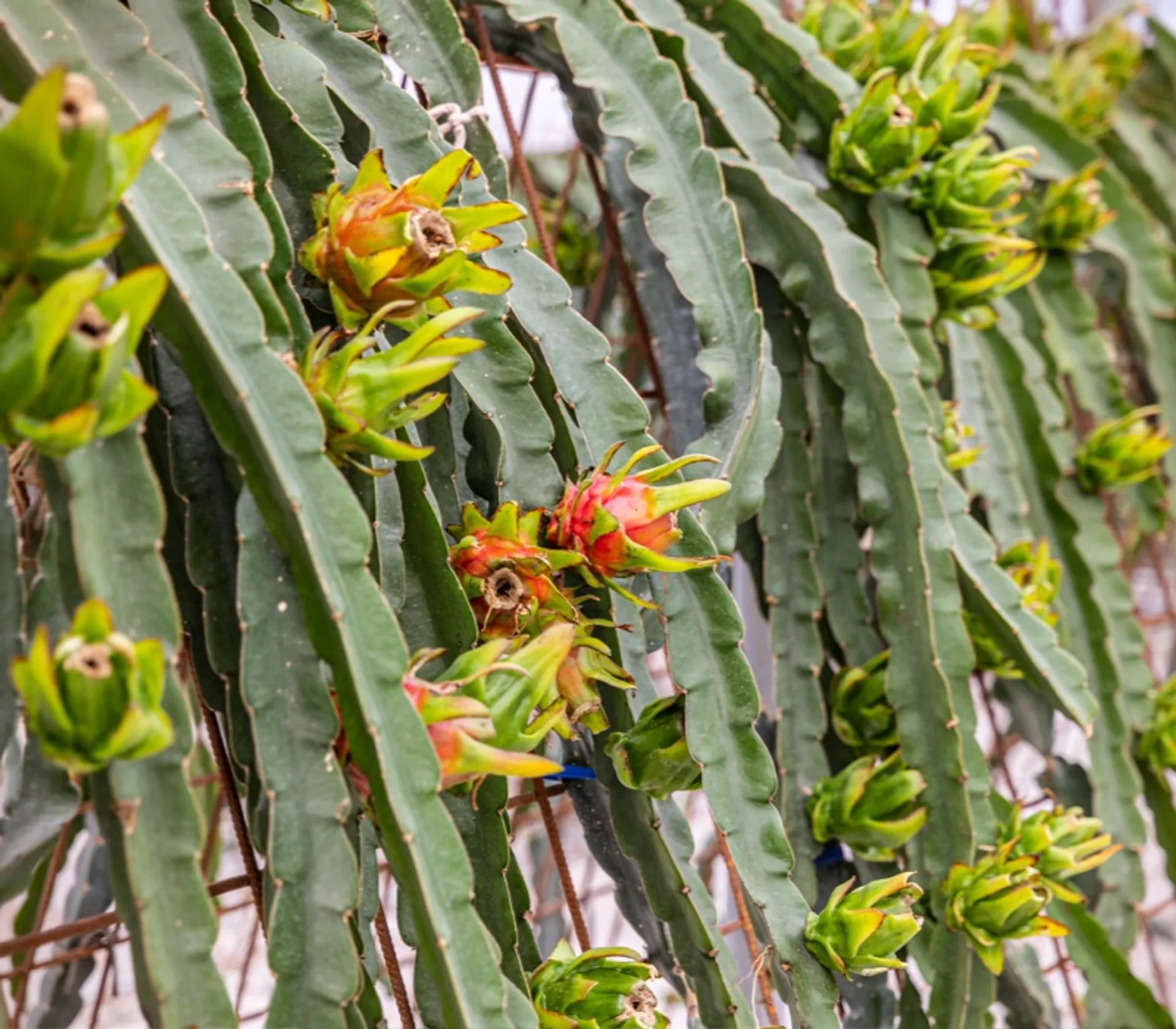 Fruits du dragon de Alhambra Tropical, Espagne | CrowdFarming: adoptez ...