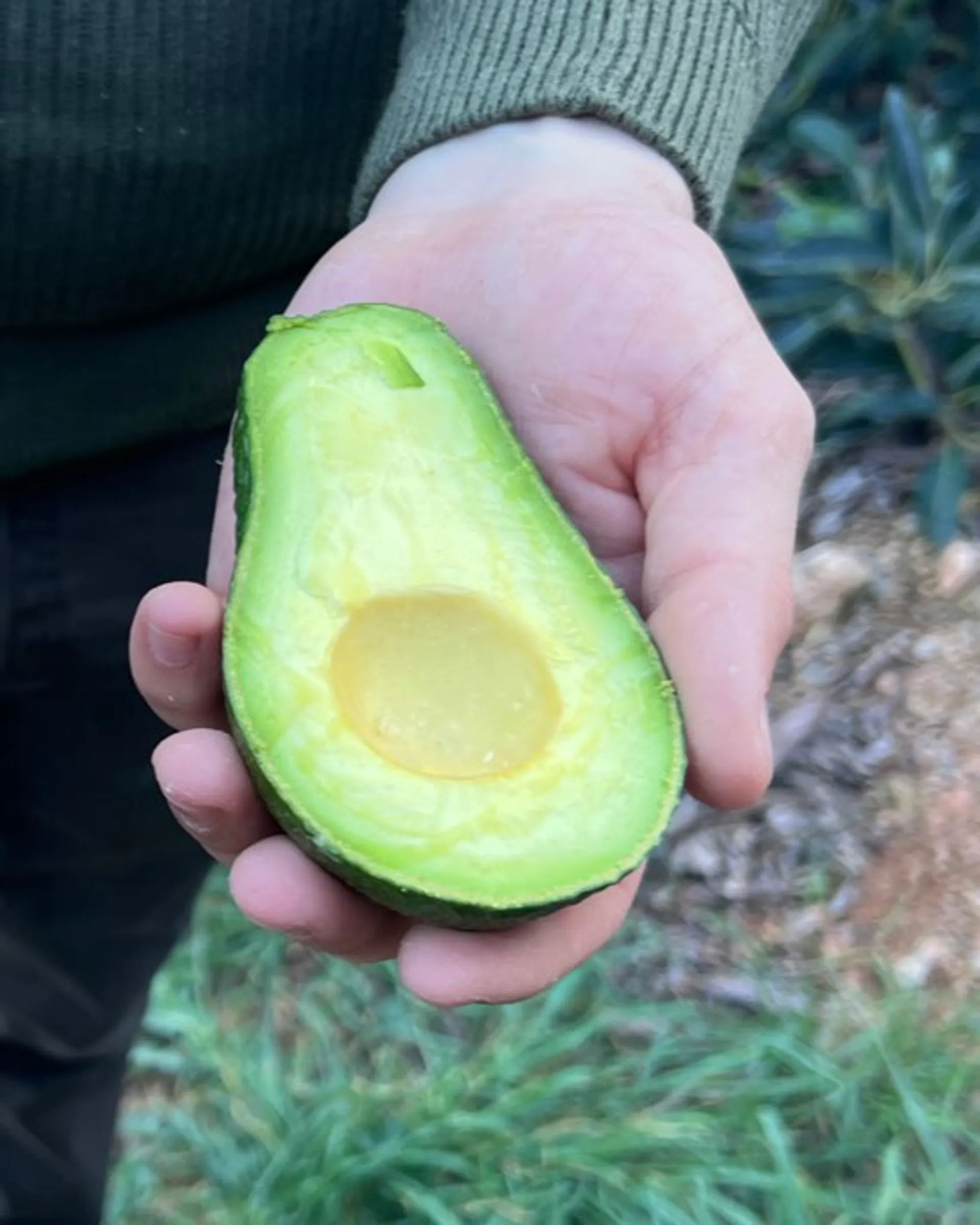 Avocados from Finca Aguasvivas, Spain | CrowdFarming: farm fresh fruits ...