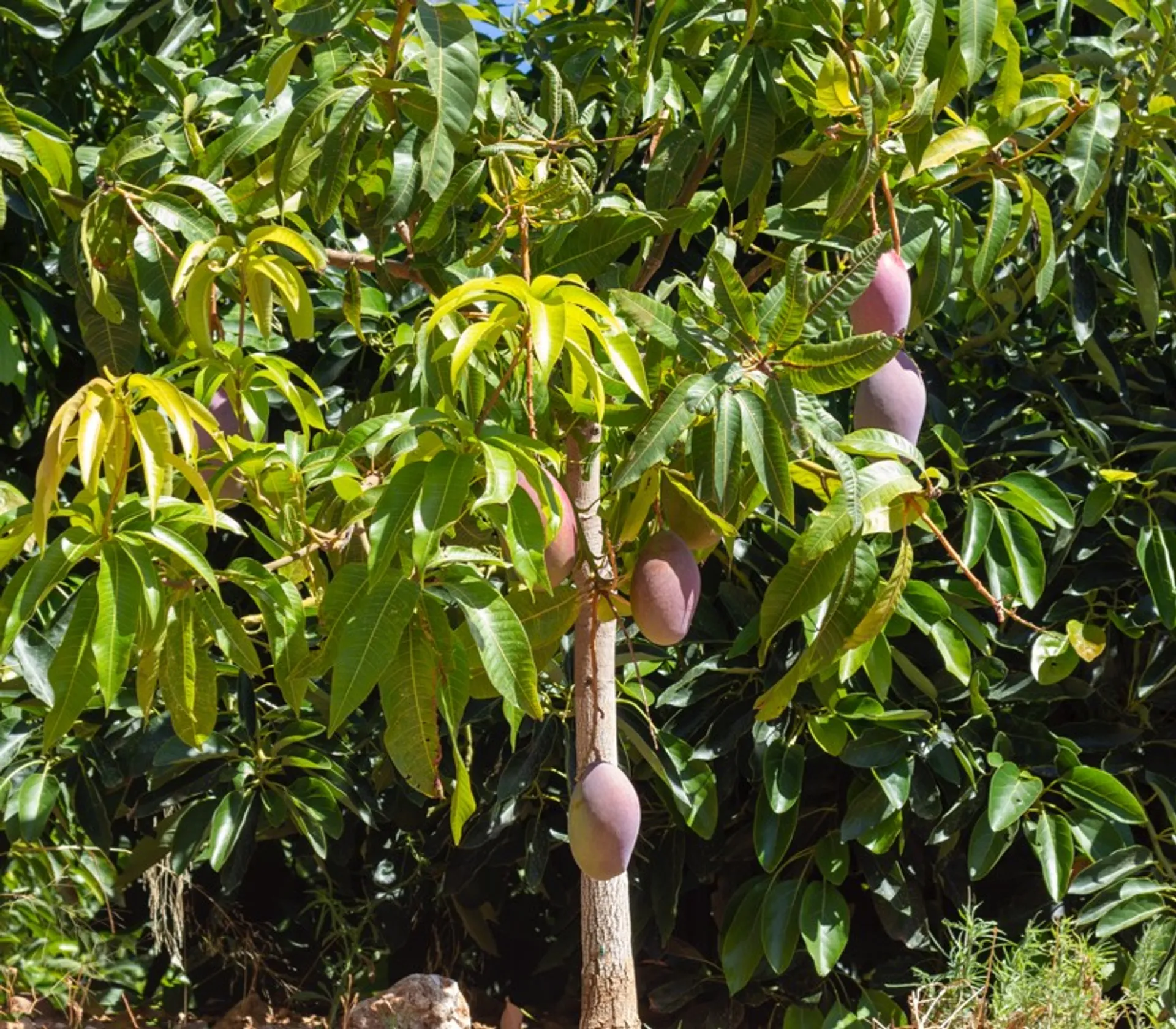 Mangues de Finca Aguasvivas, Espagne | CrowdFarming: adoptez un manguier