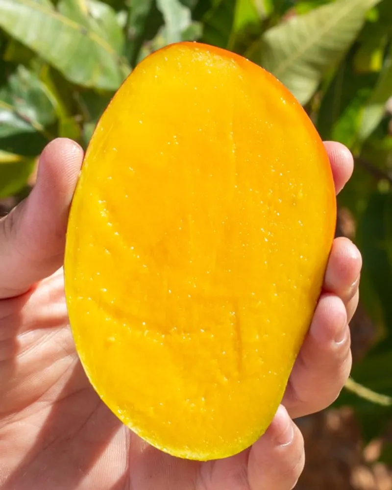 Mangues de Finca Aguasvivas, Espagne | CrowdFarming: fruits et légumes ...