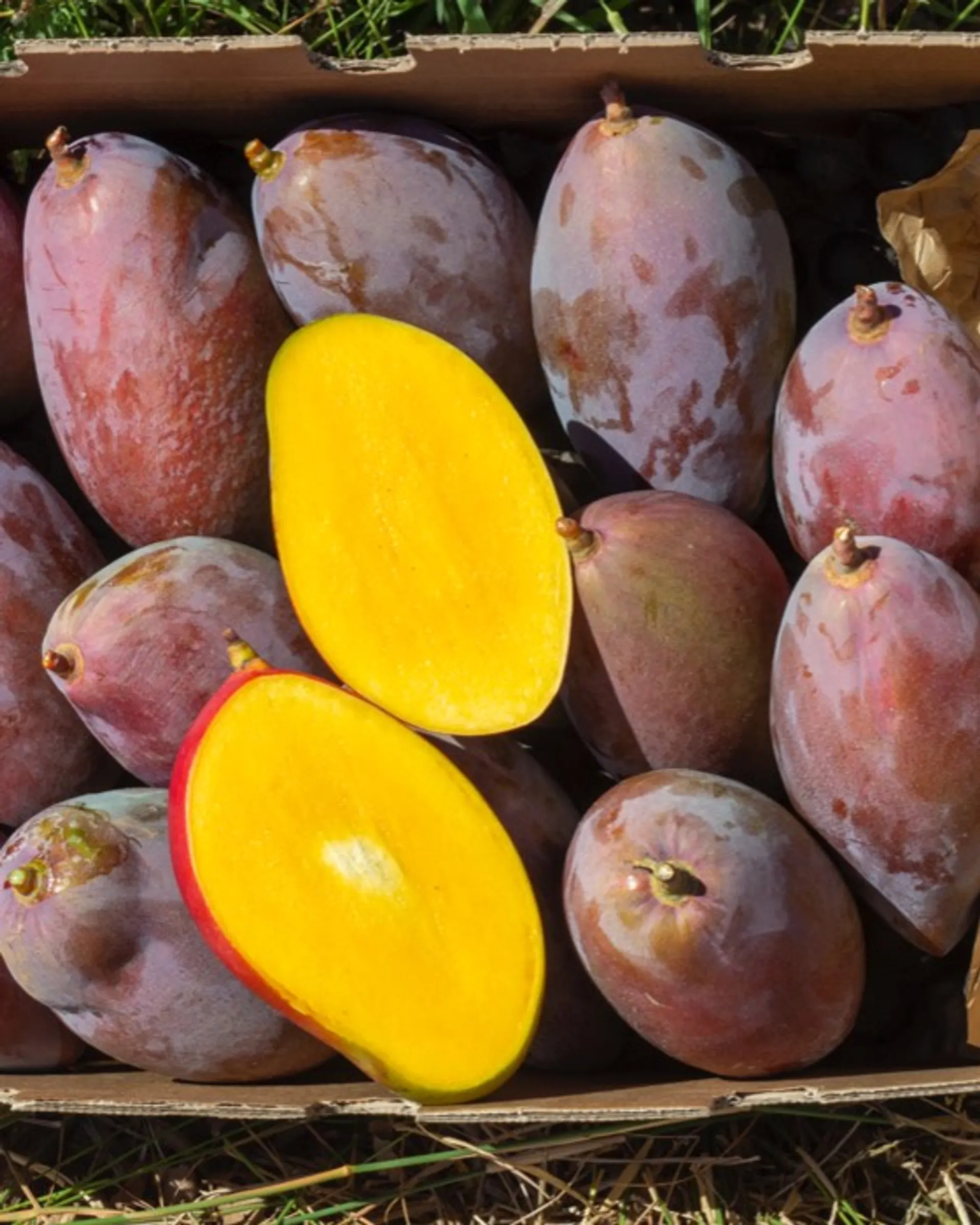 Mangues de Finca Aguasvivas, Espagne | CrowdFarming: fruits et légumes ...