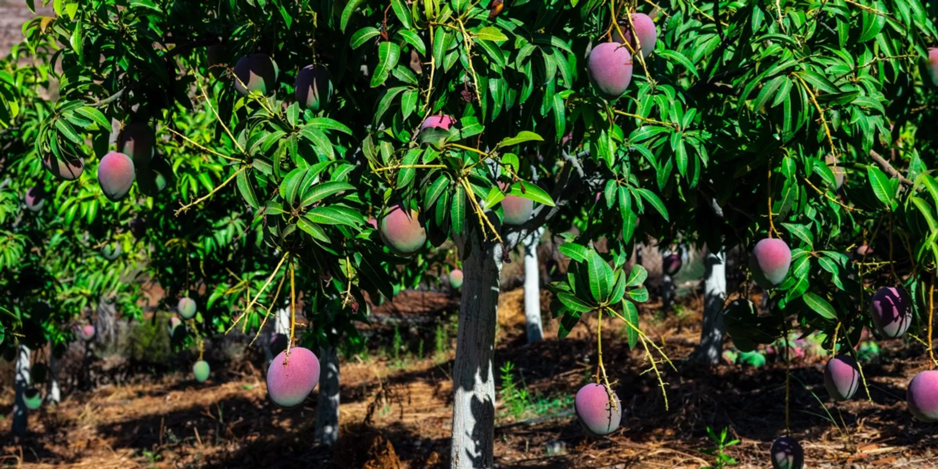 Organic regenerative late mangos från La Reala, Spanien | CrowdFarming ...
