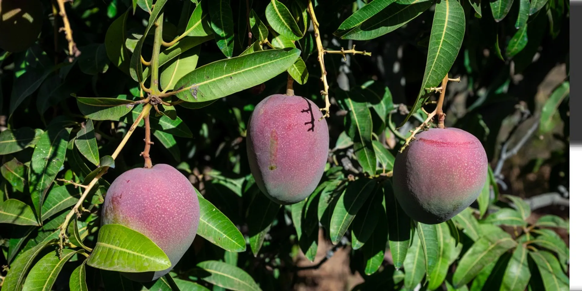 Organic regenerative late mangos från La Reala, Spanien | CrowdFarming ...