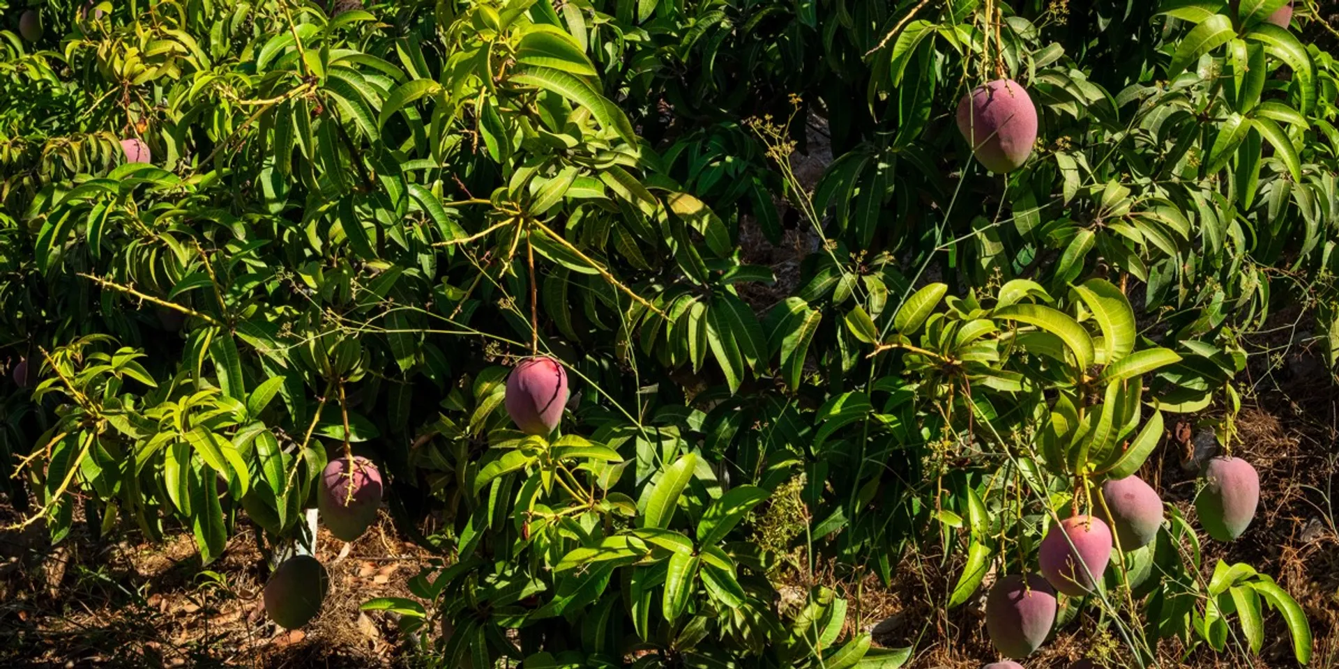 Organic regenerative late mangos från La Reala, Spanien | CrowdFarming ...