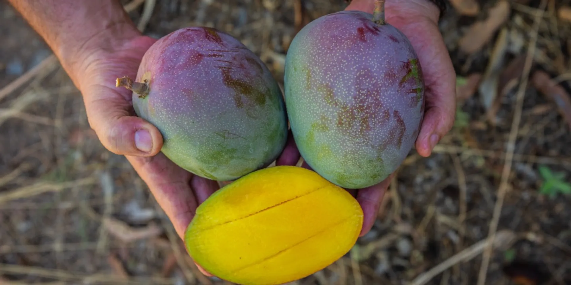 Organic regenerative late mangos från La Reala, Spanien | CrowdFarming ...